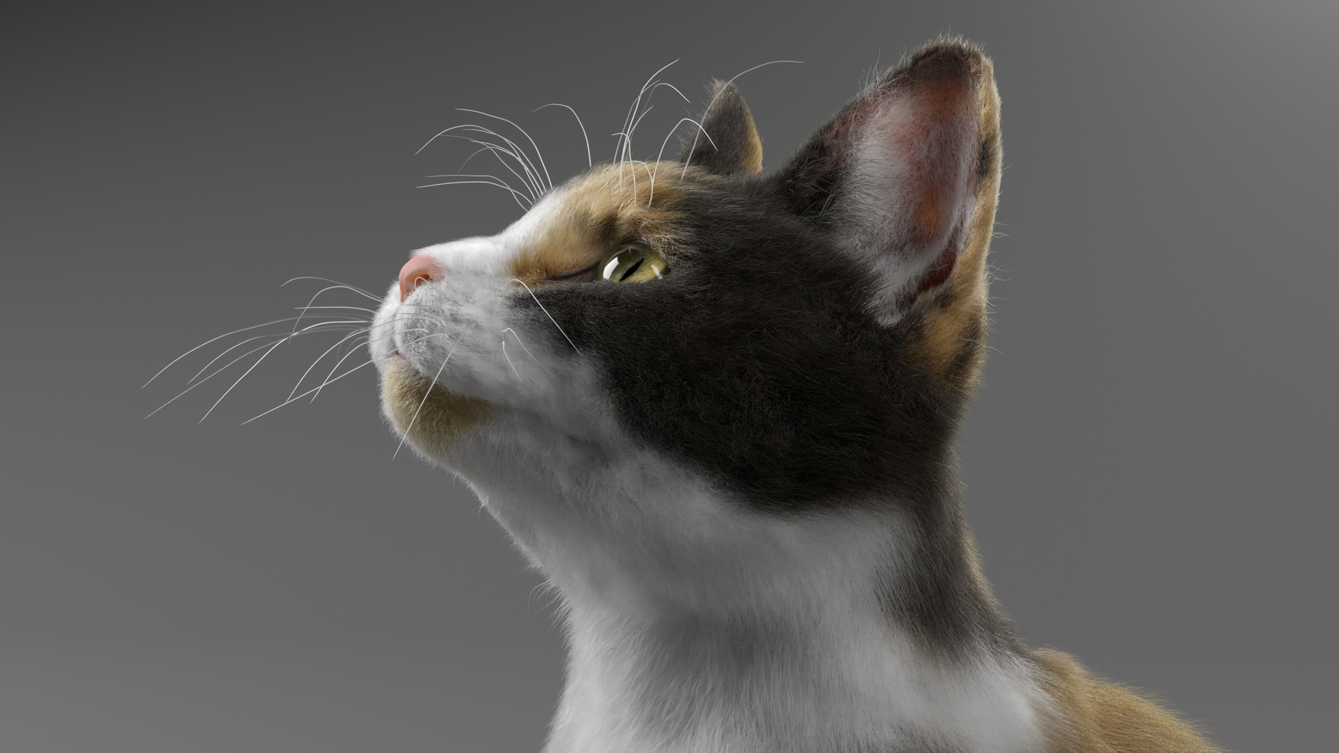 Cat Calico 3D - TurboSquid 1876888