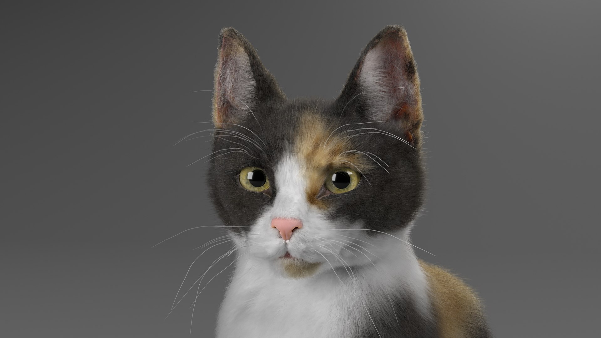 Cat Calico 3D - TurboSquid 1876888