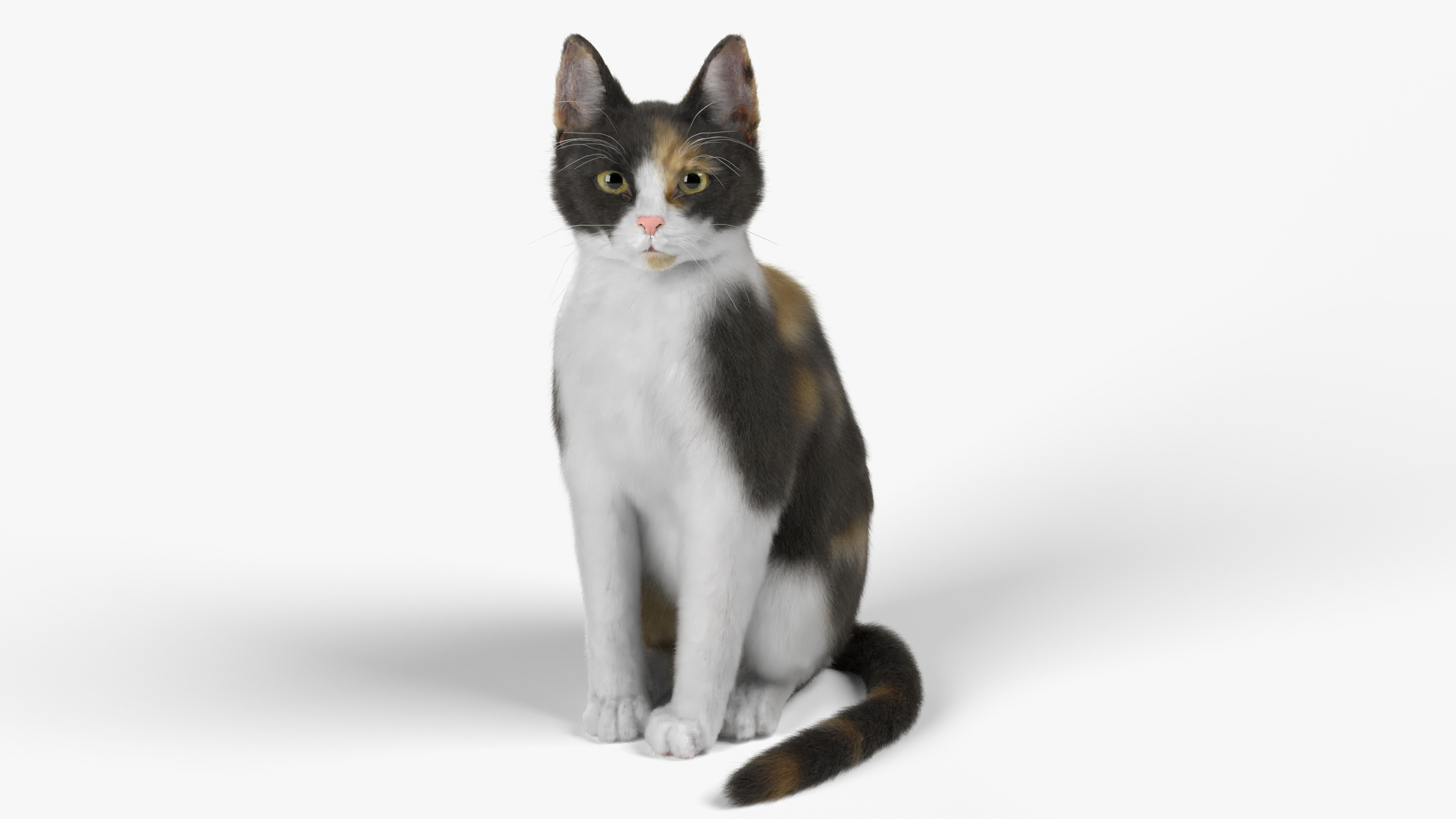 Cat Calico 3D - TurboSquid 1876888