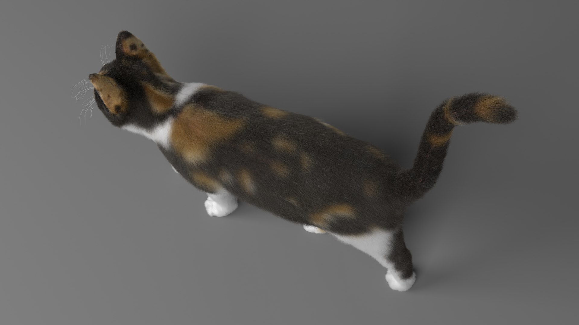 Cat Calico 3D - TurboSquid 1876888