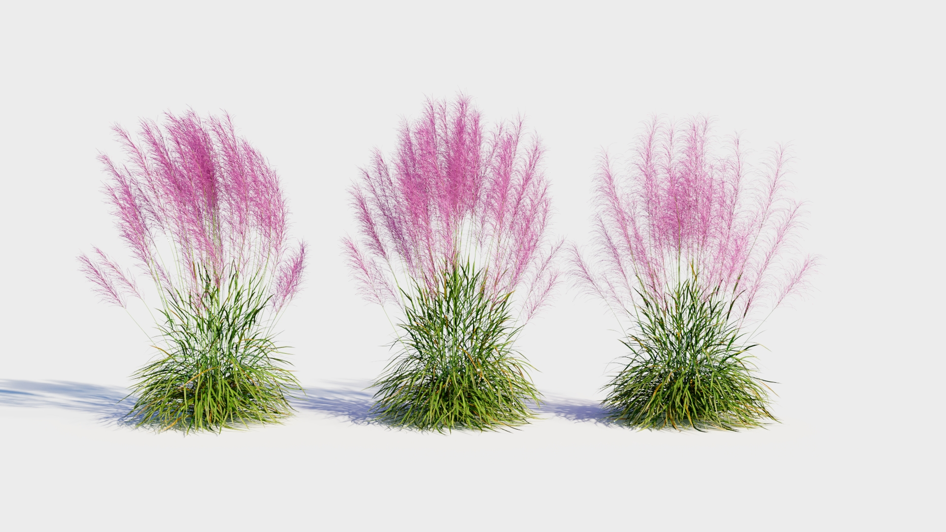 Muhly Grass D Model - TurboSquid 2228754