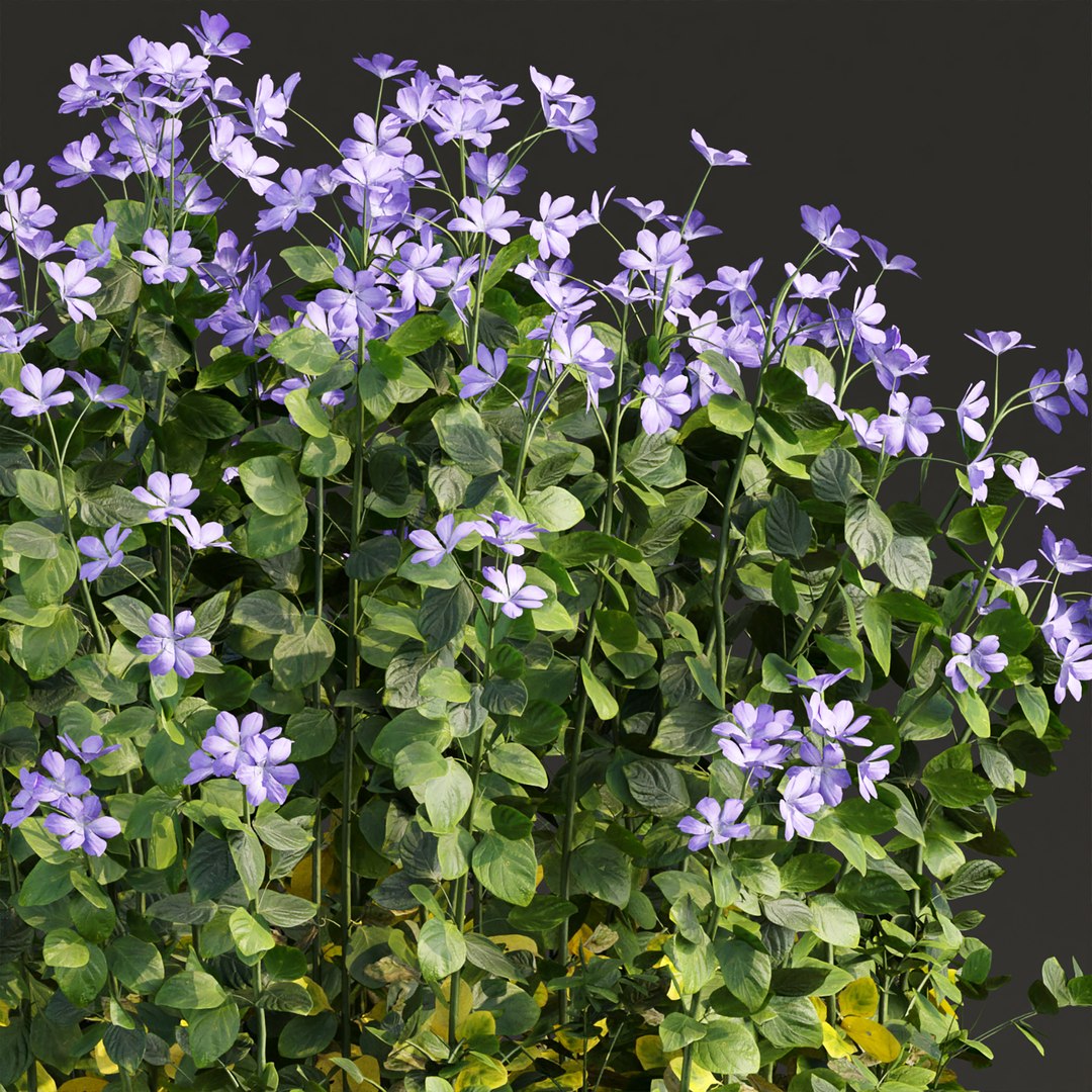 Periwinkle Flowering Plants Vol 185 3D Model - TurboSquid 2025740