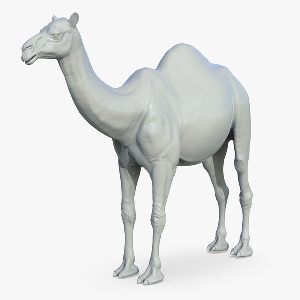 Camel 3D Models for Download | TurboSquid