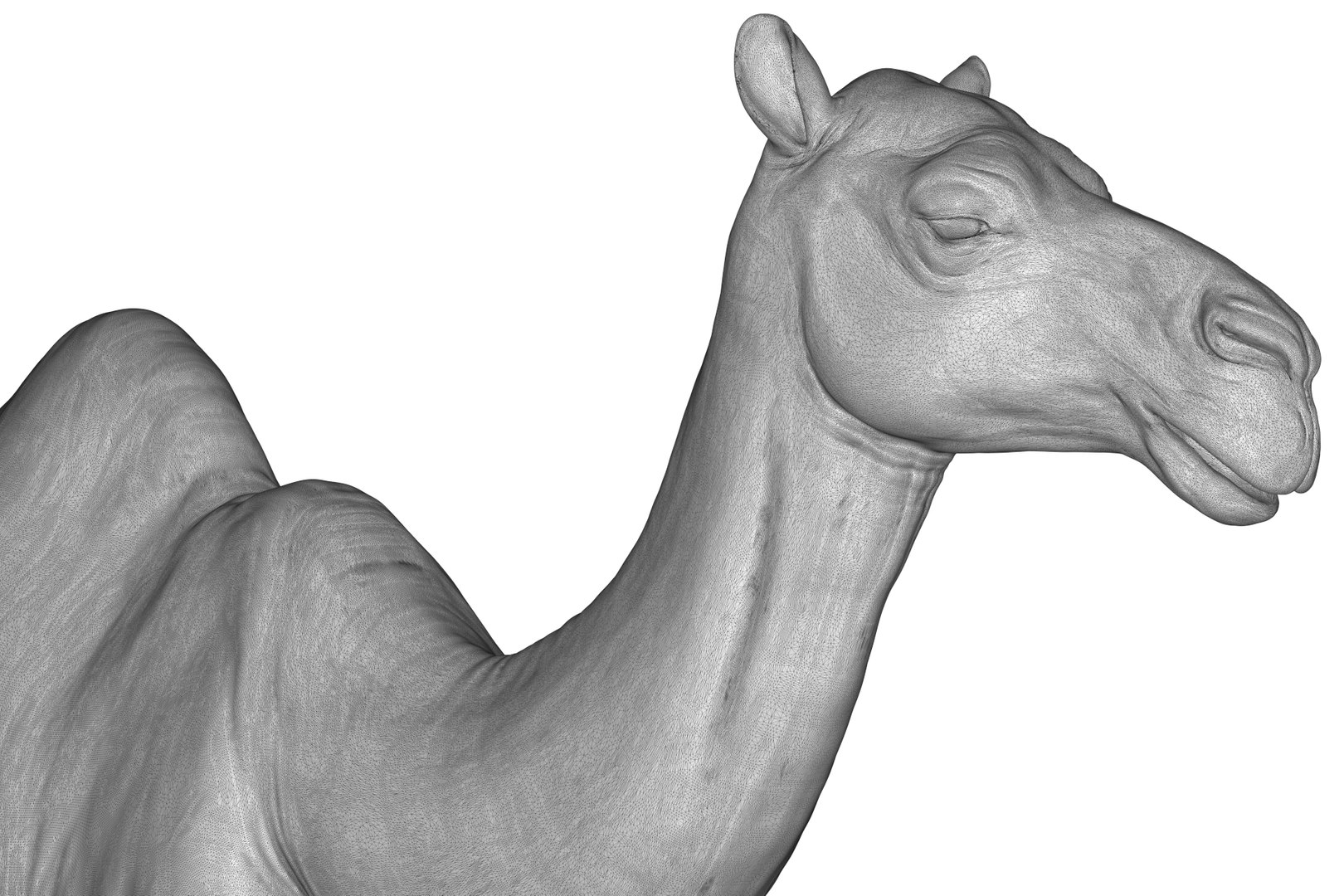 Camel 3D Model - TurboSquid 2205883