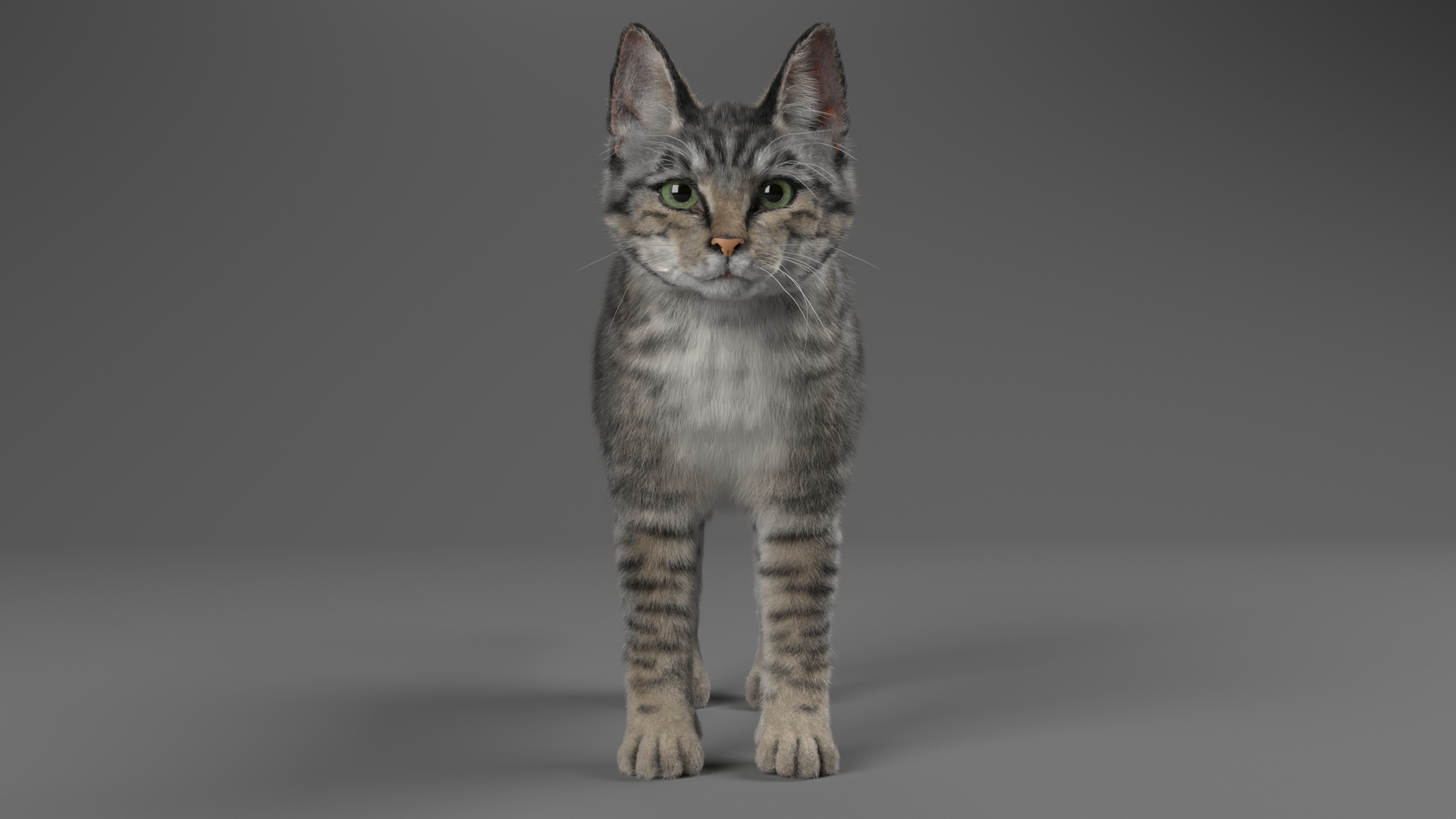 3D Cat Grey Tabby ANIMATED Model - TurboSquid 2043433