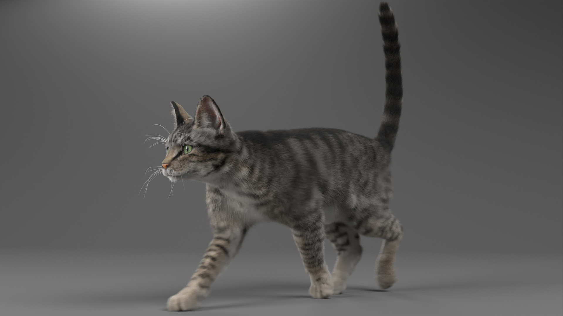 3D Cat Grey Tabby ANIMATED Model - TurboSquid 2043433