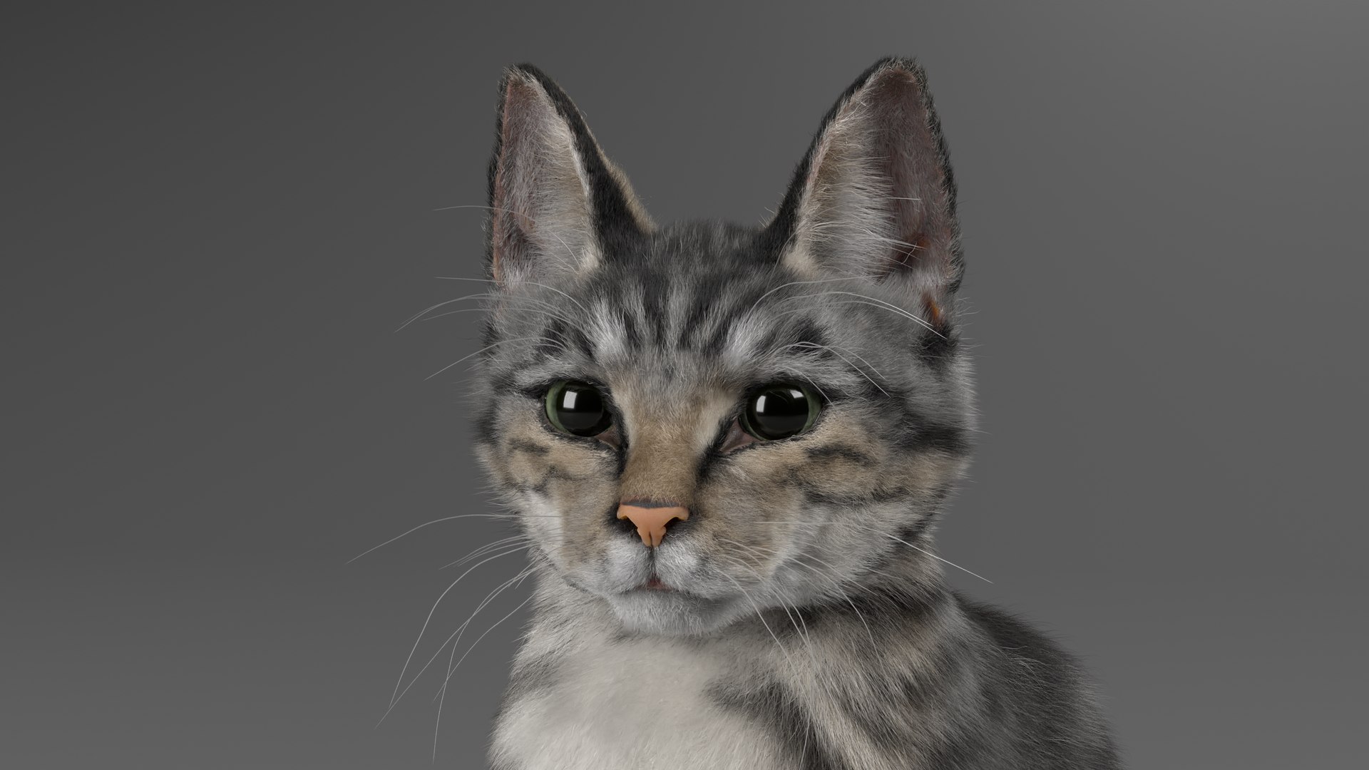 3D Cat Grey Tabby ANIMATED Model - TurboSquid 2043433