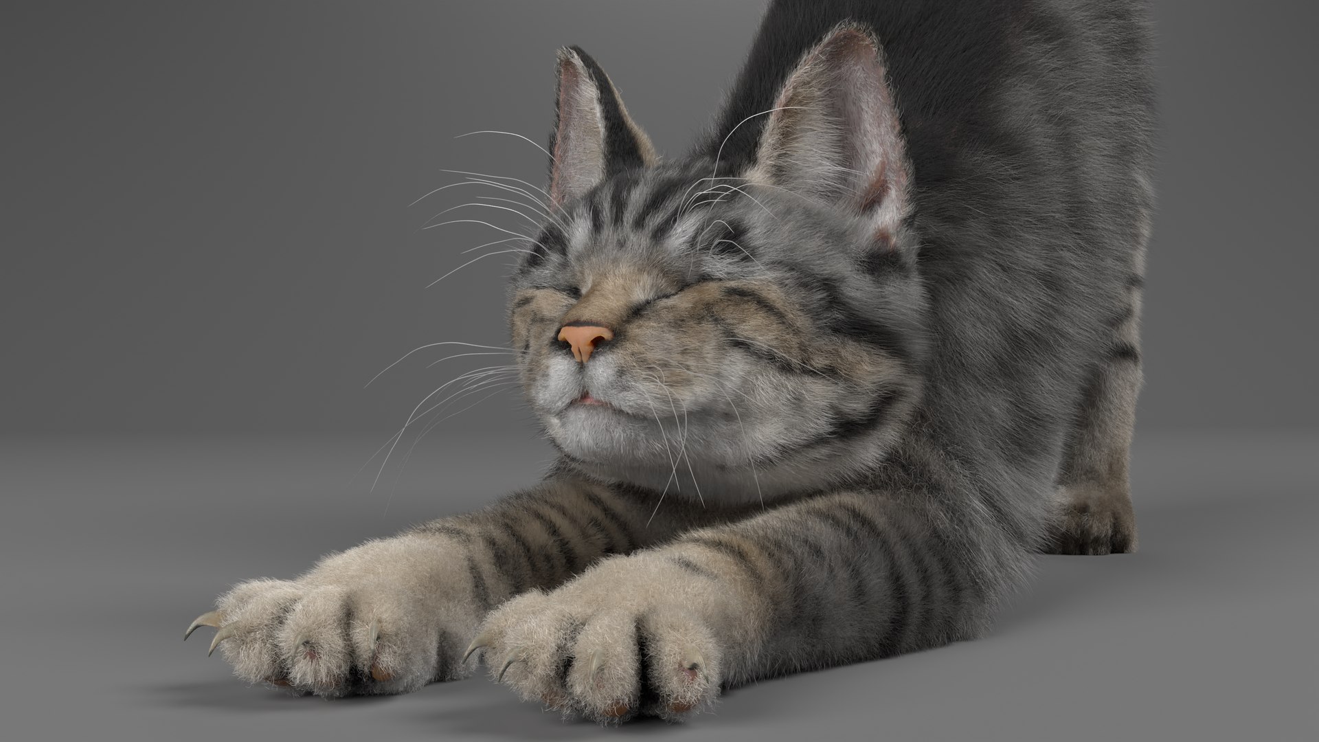 3D Cat Grey Tabby ANIMATED Model - TurboSquid 2043433