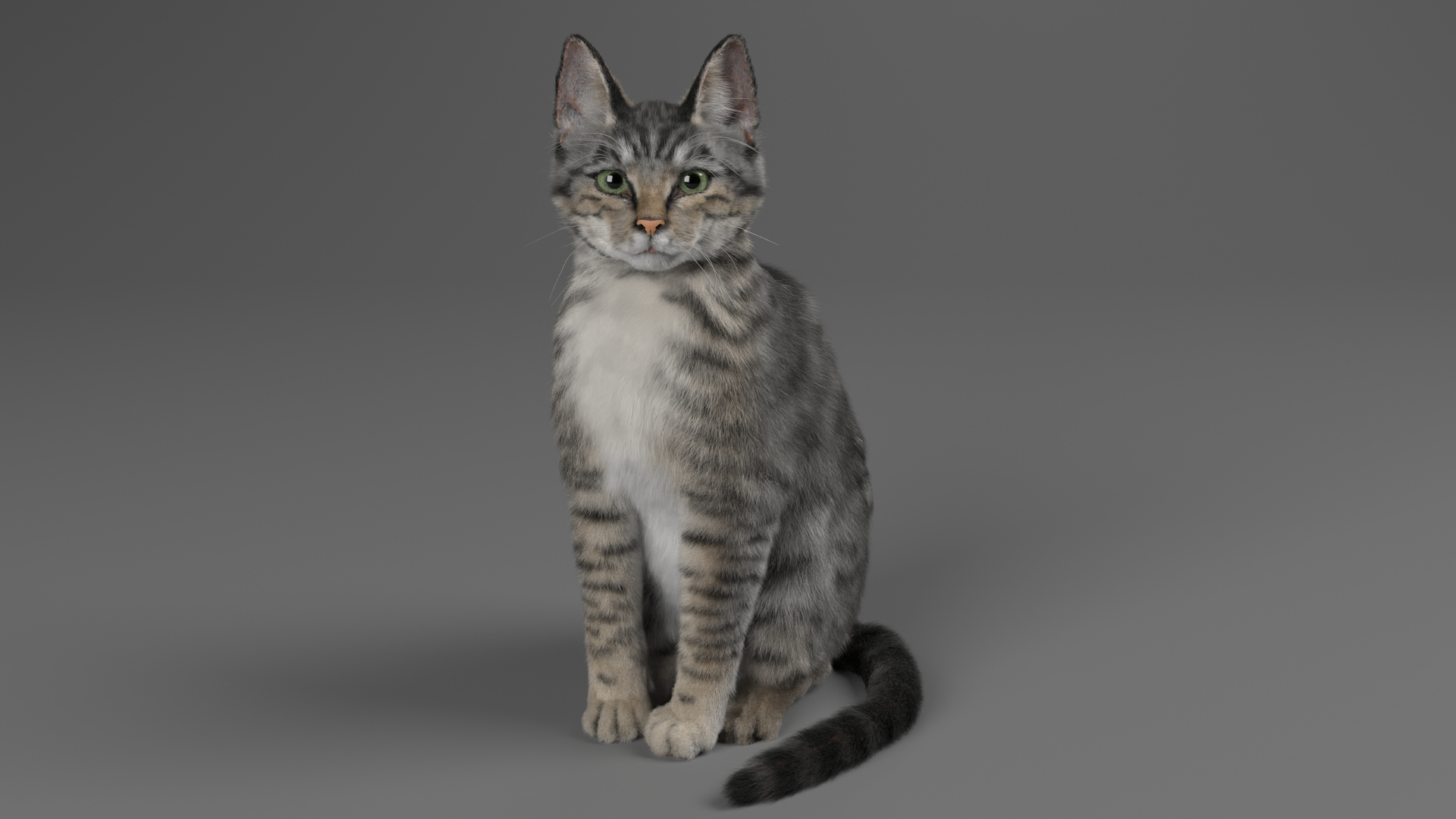 3D Cat Grey Tabby ANIMATED Model - TurboSquid 2043433