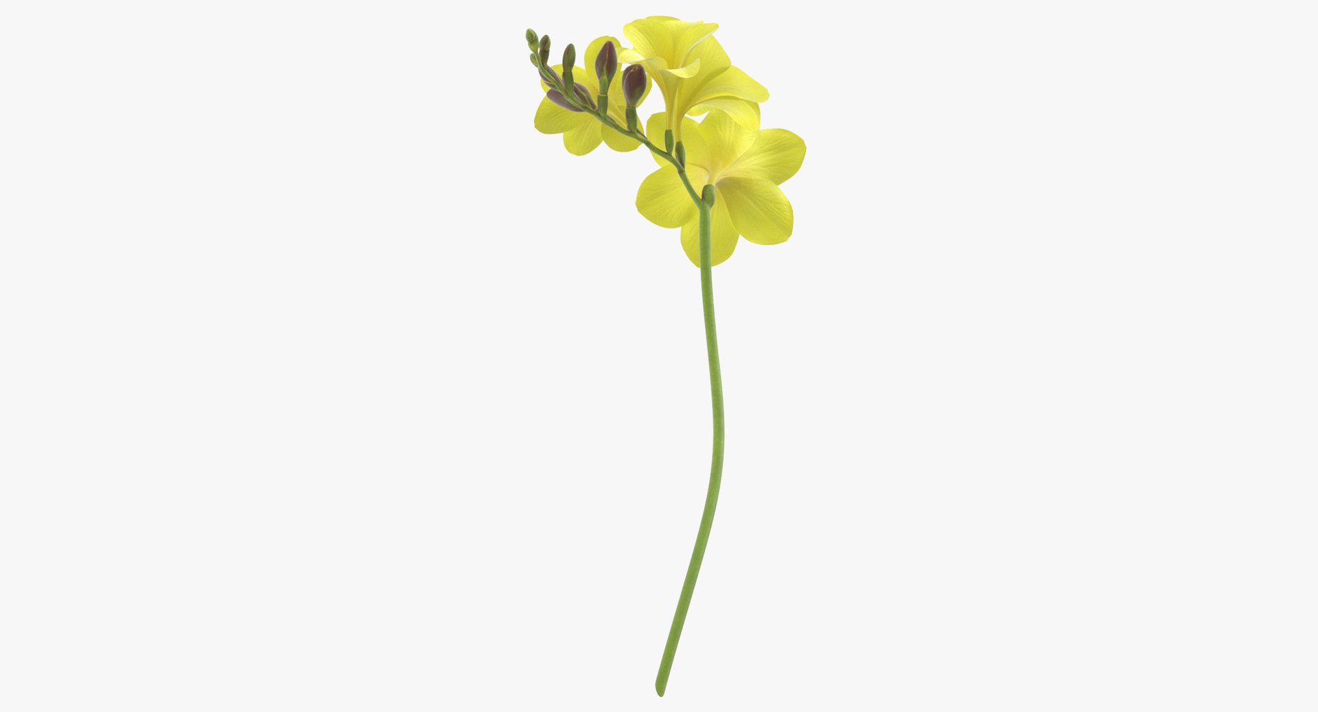 Freesia Yellow - Model - TurboSquid 1374838