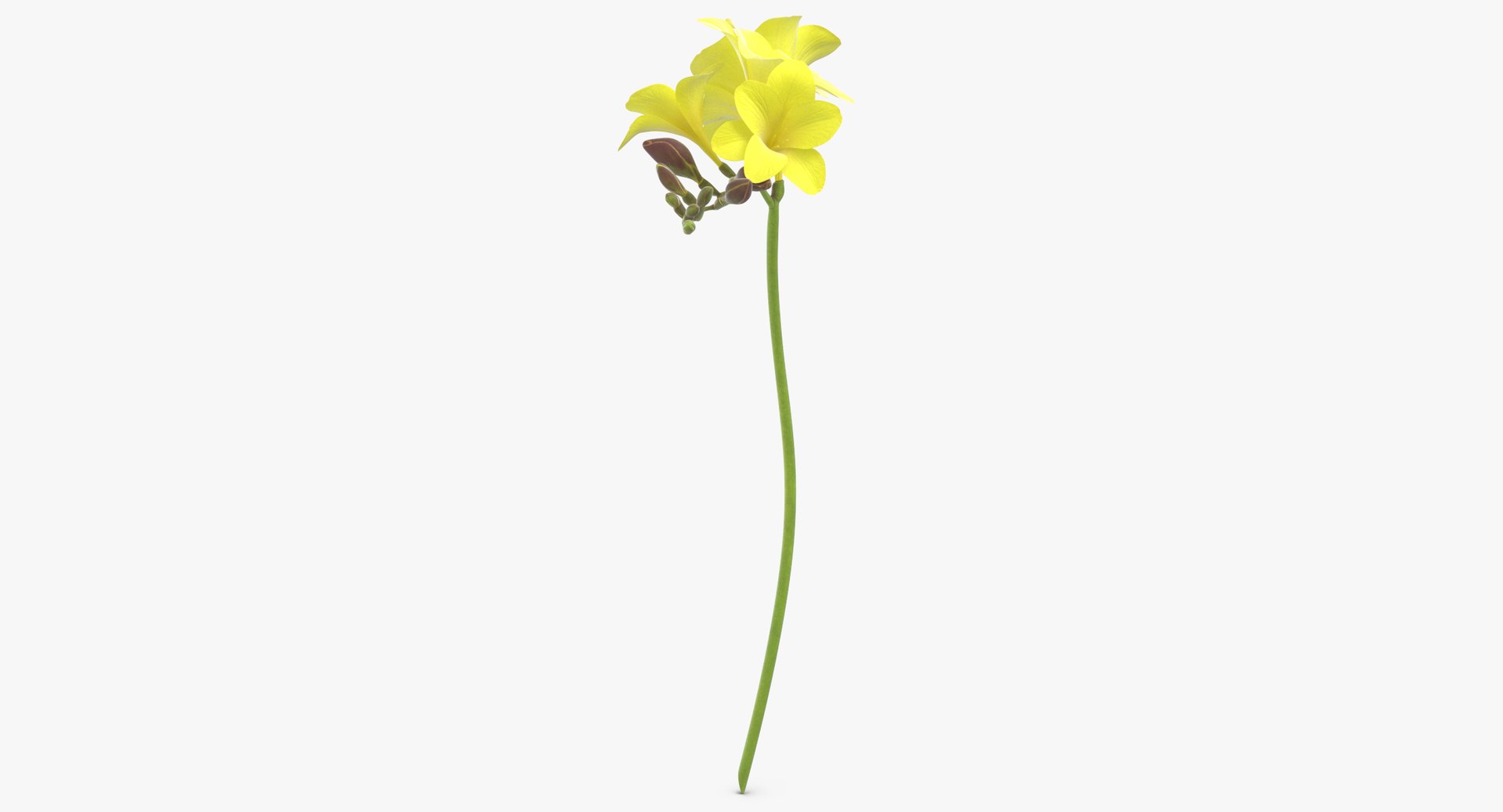 Freesia Yellow - Model - TurboSquid 1374838