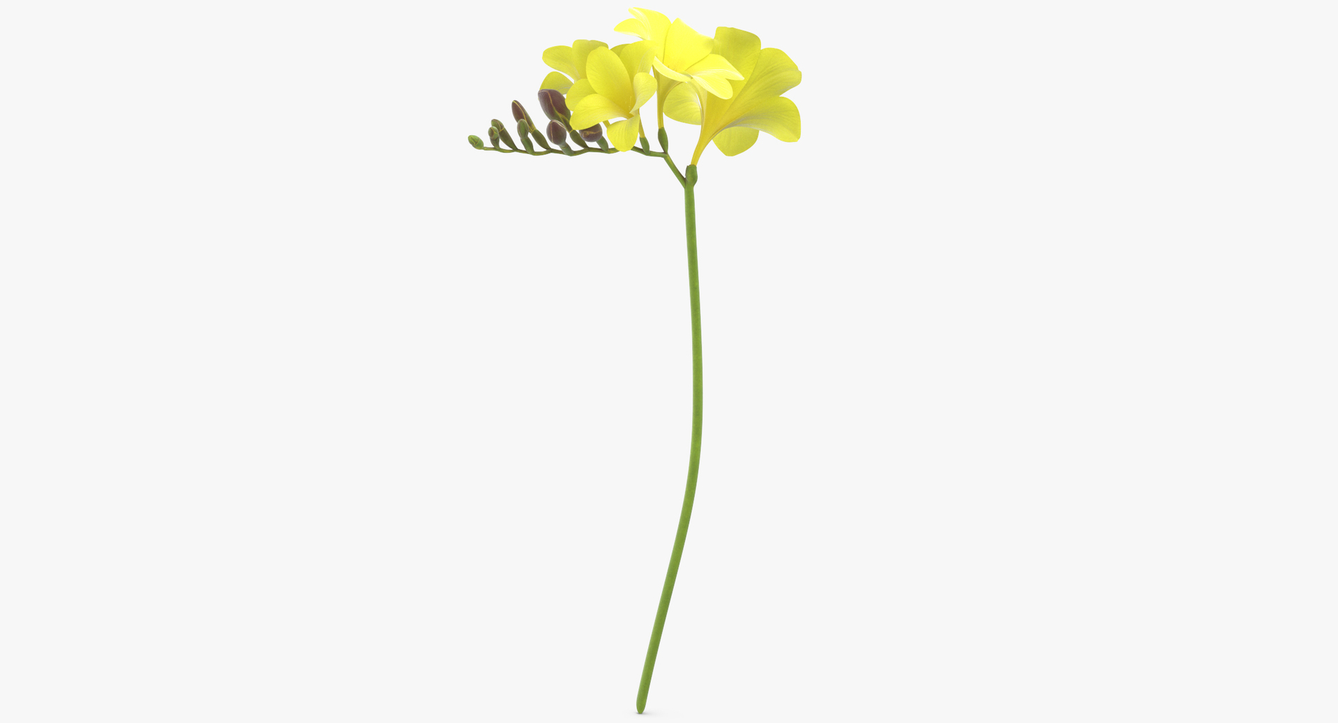 Freesia Yellow - Model - TurboSquid 1374838