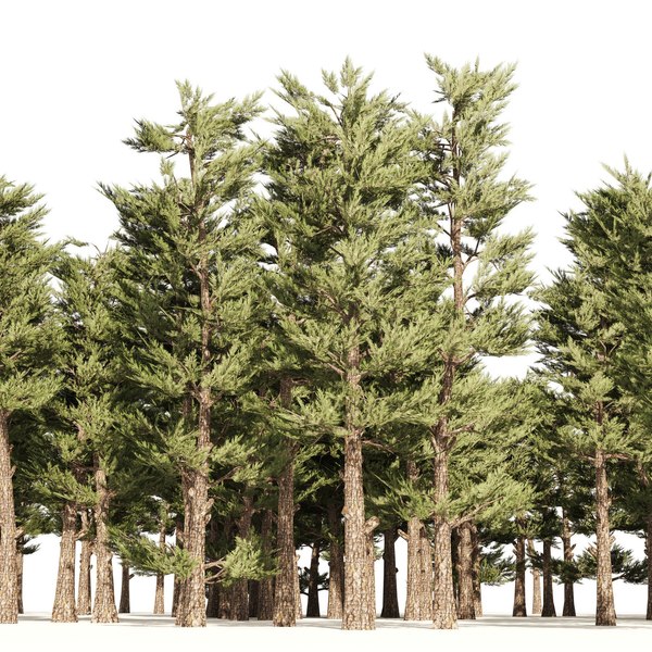 Animated Evergreen Tree 3D Models for Download | TurboSquid