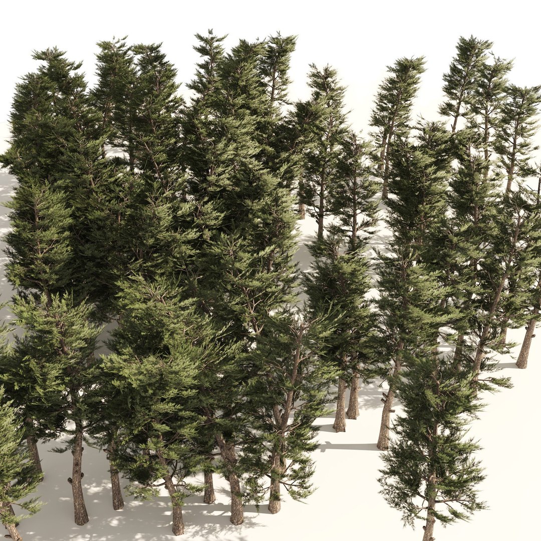 3D Conifer Pine Forest Trees - TurboSquid 2092839