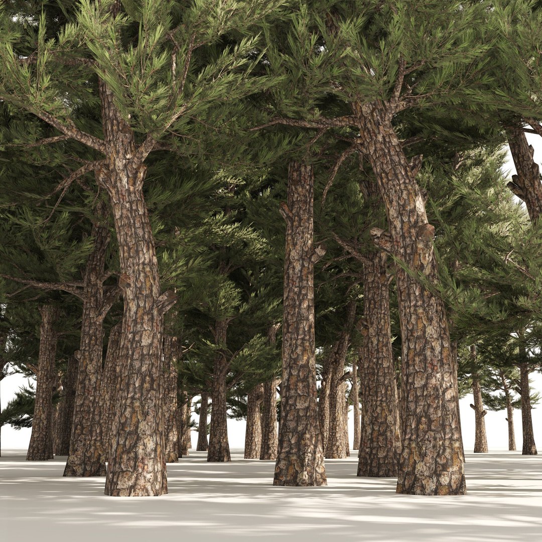 3D Conifer Pine Forest Trees - TurboSquid 2092839