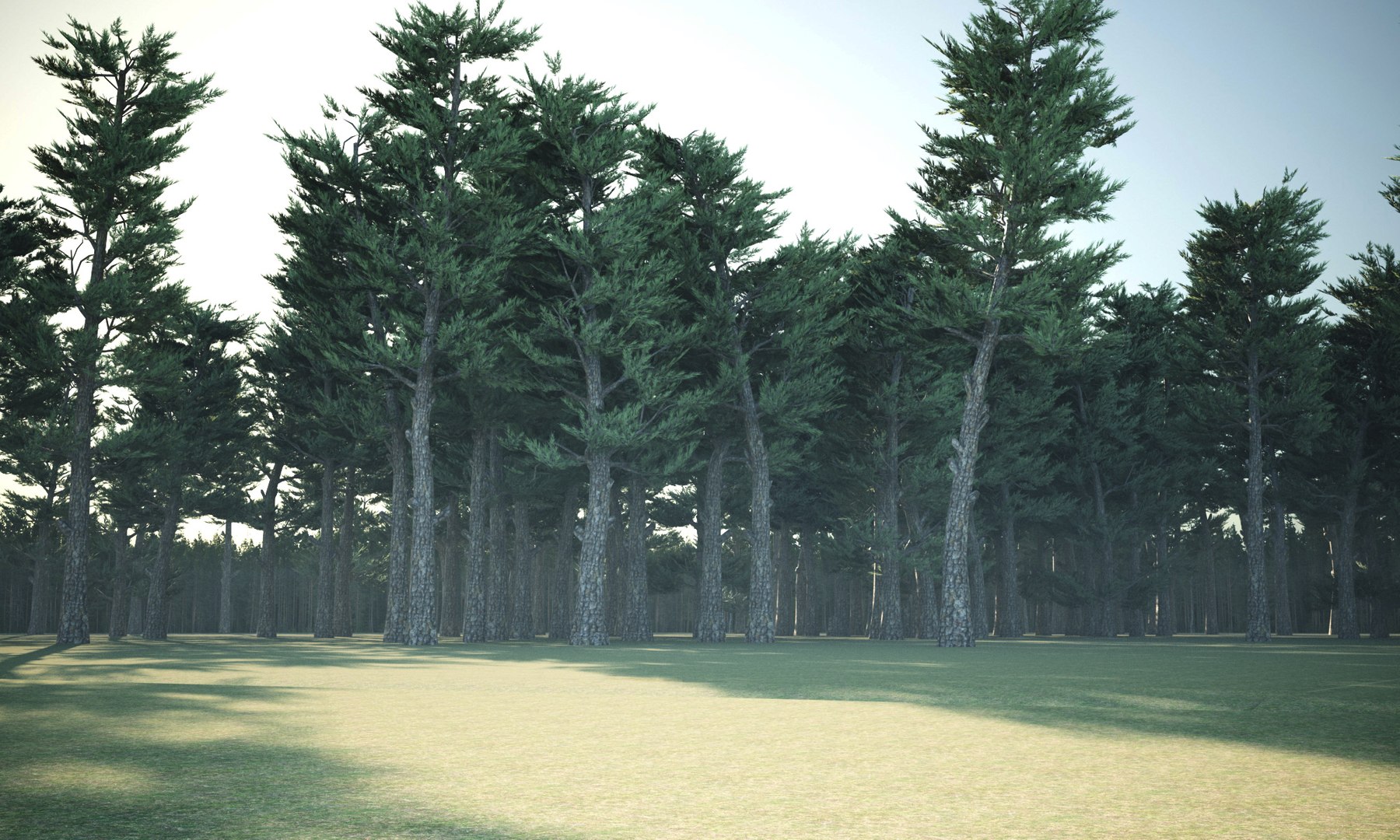 3D Conifer Pine Forest Trees - TurboSquid 2092839