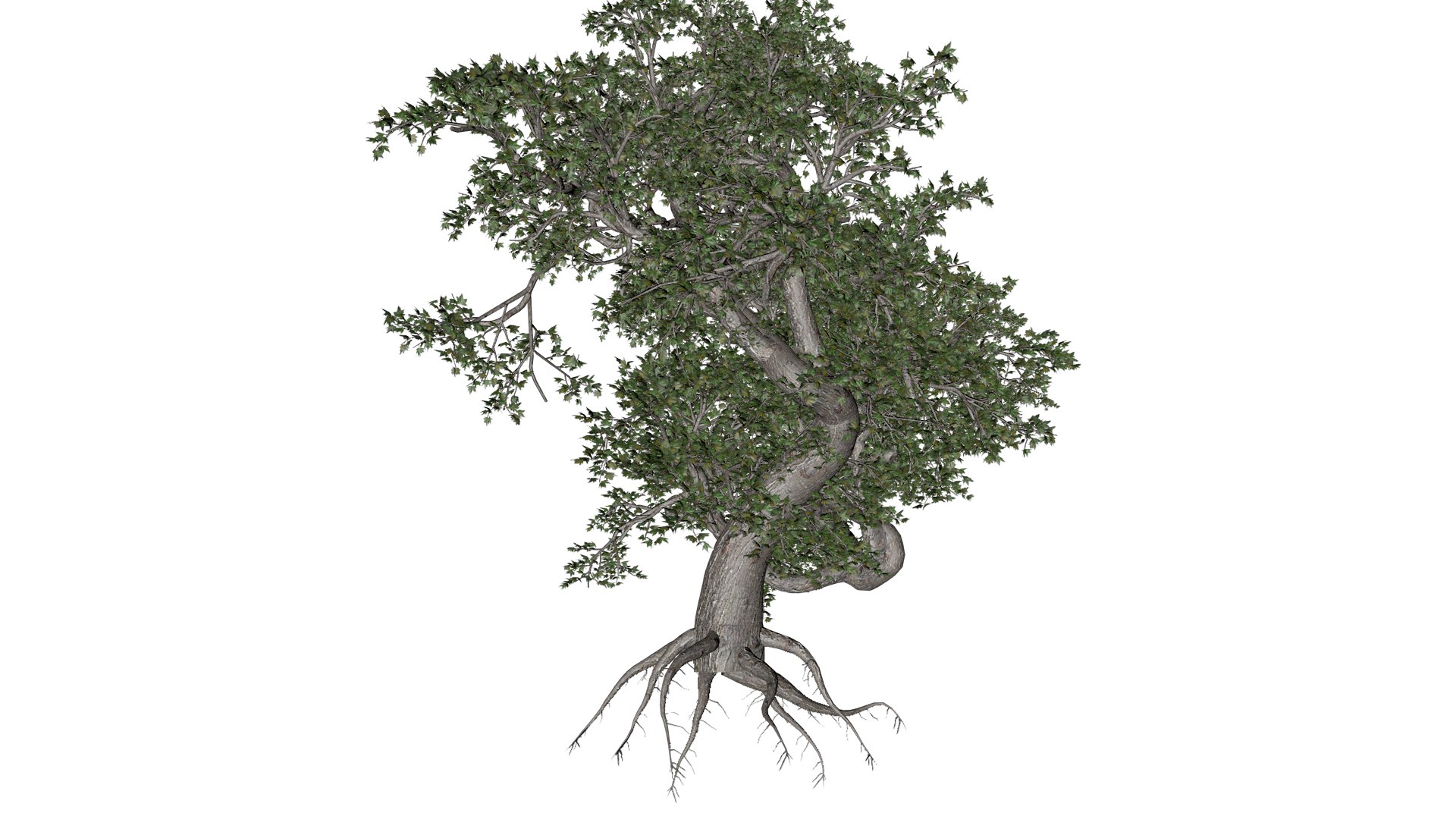 3D Japanese Maple Tree - 02 - Model - TurboSquid 2376681