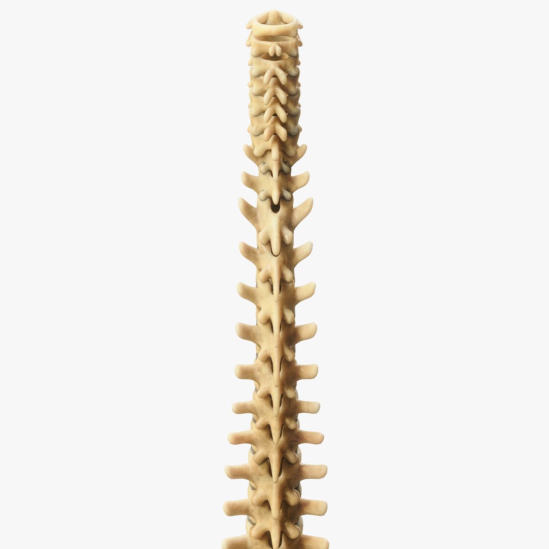 Spine Anatomy Model - TurboSquid 1523119