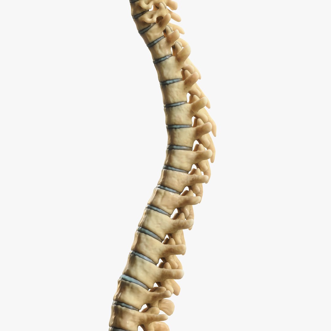 Spine Anatomy Model - TurboSquid 1523119