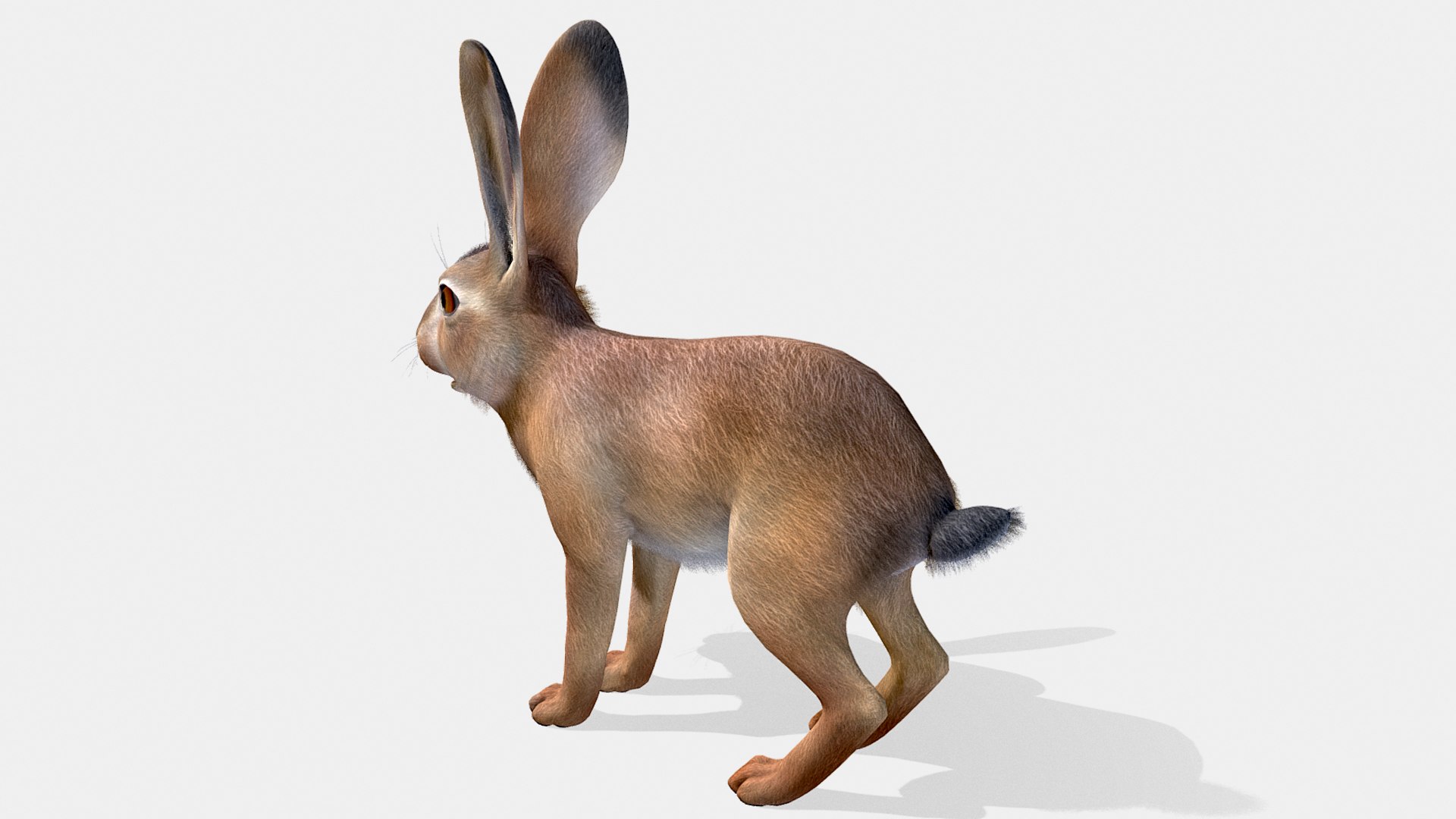 3D Model Hare - Young - TurboSquid 2127934