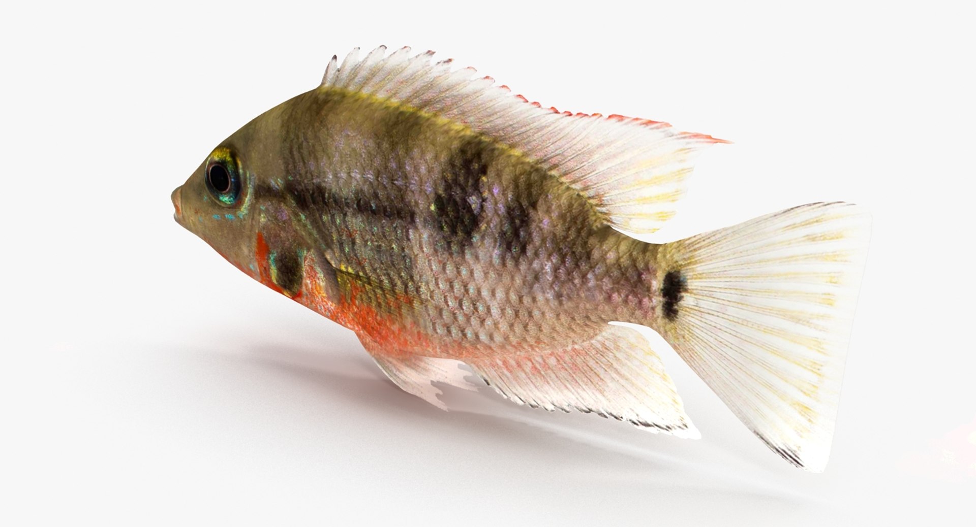 cichlid fish 3d model