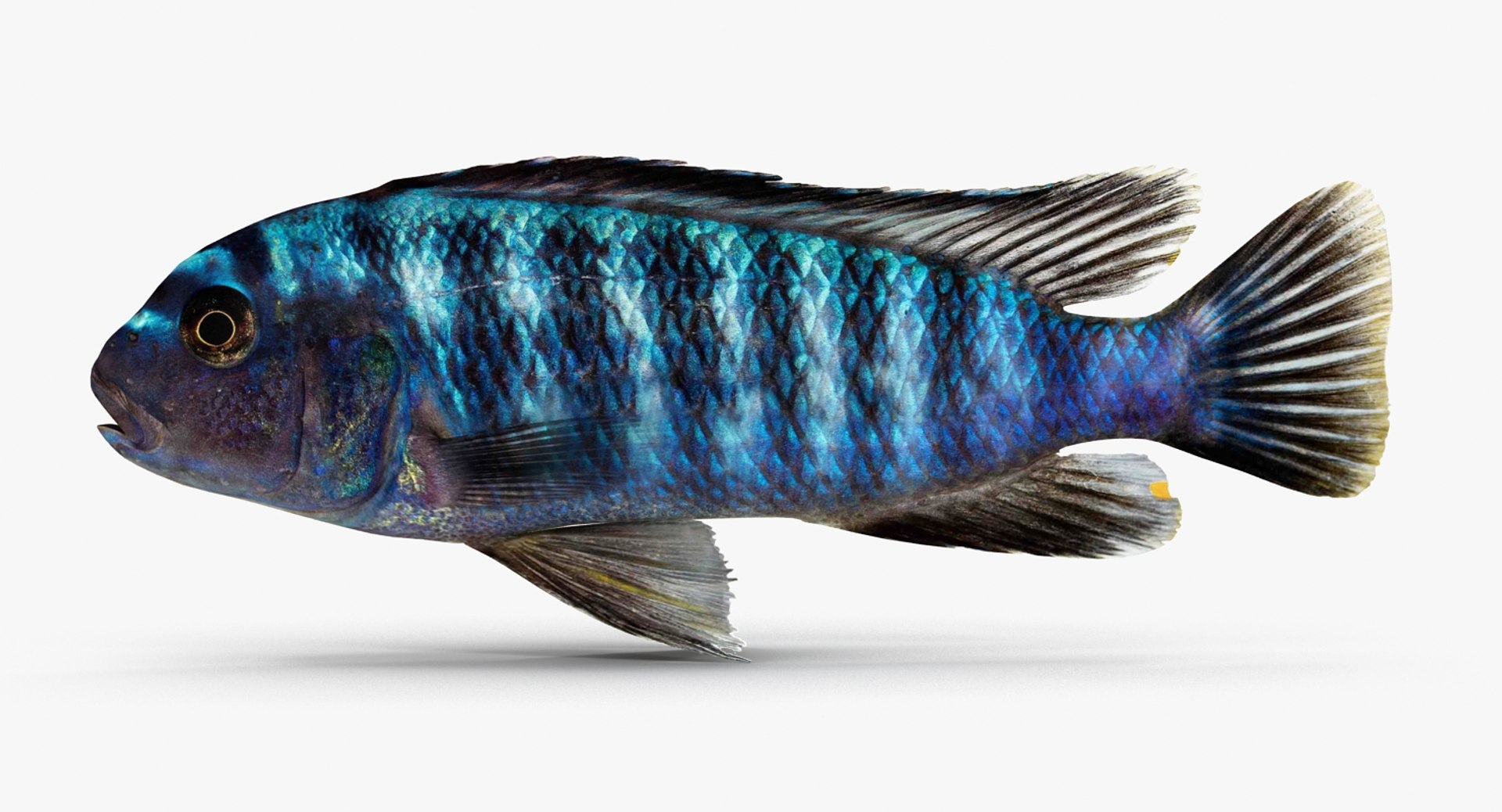 cichlid fish 3d model