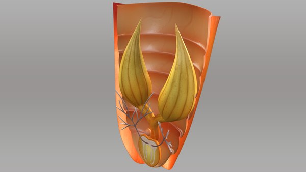 Male Reproductive System of Cockroach 3D model - TurboSquid 1856575