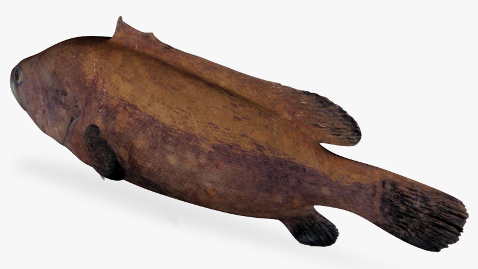 3d mottled soapfish