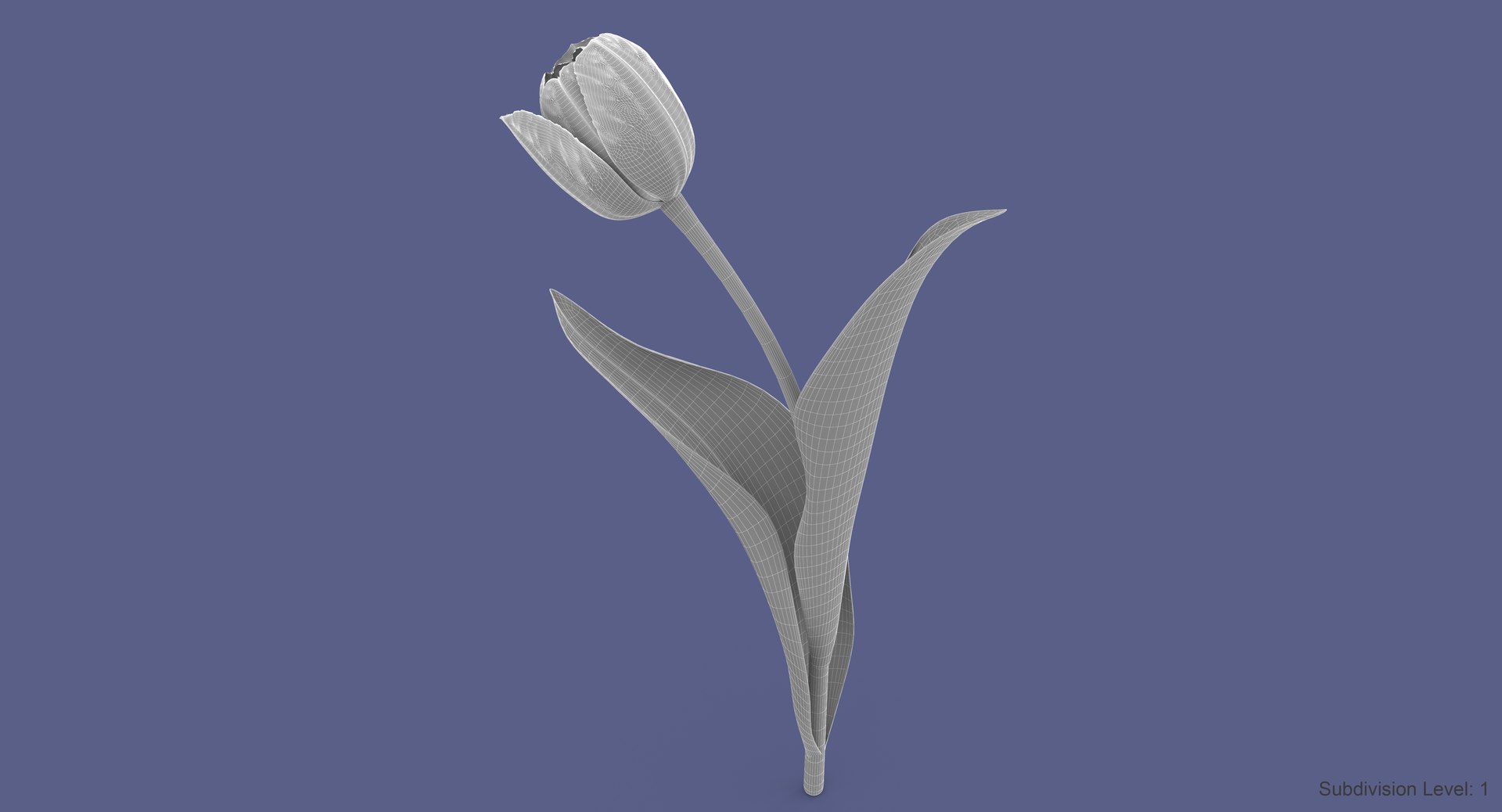 3d Tulip Leaf Model