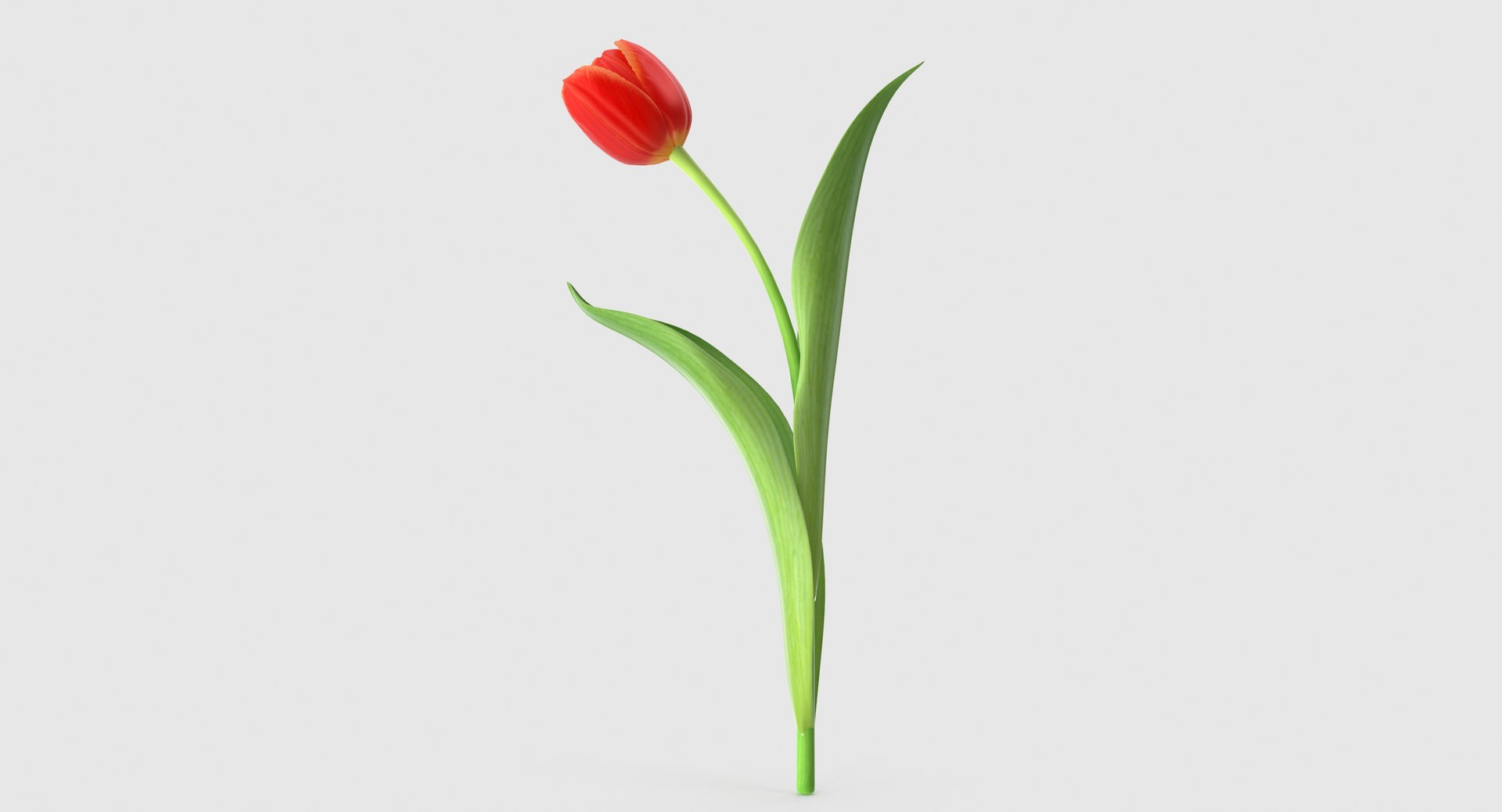 3d Tulip Leaf Model