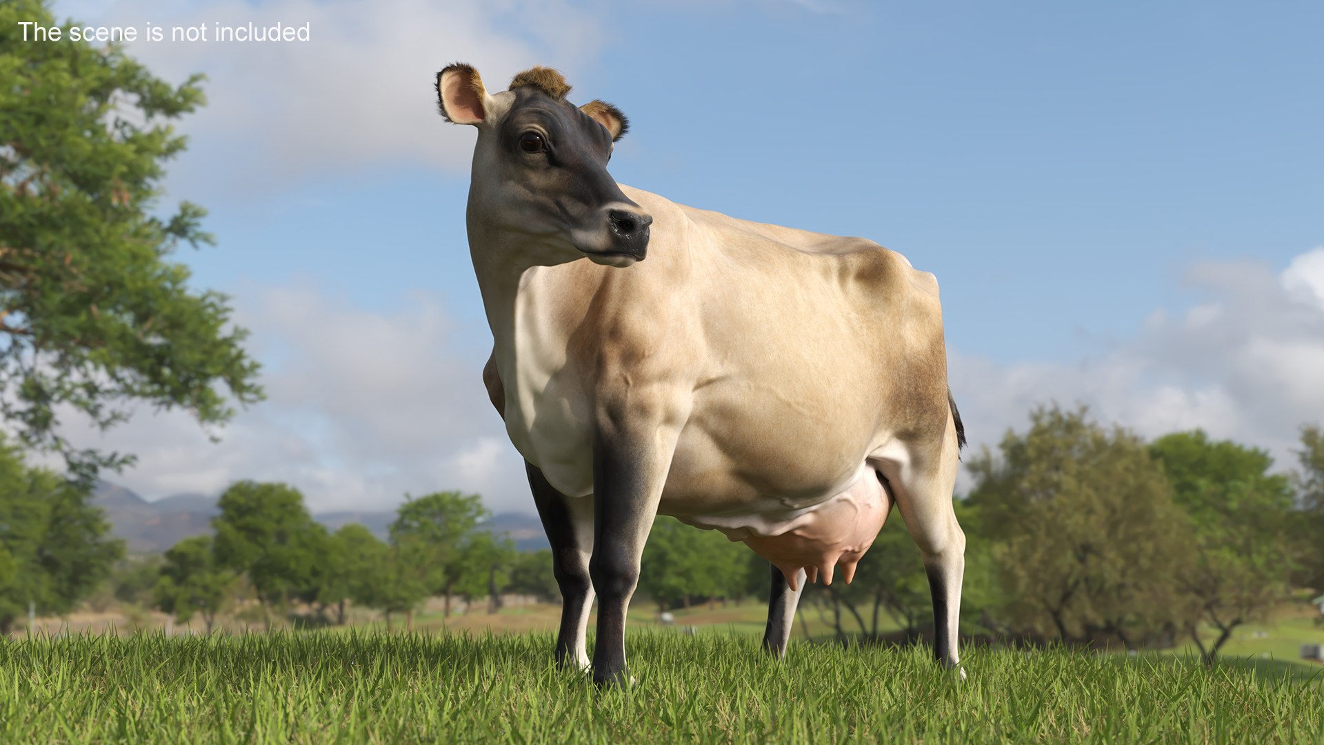 3D Channel Island Cow Beige Fur - TurboSquid 2310800