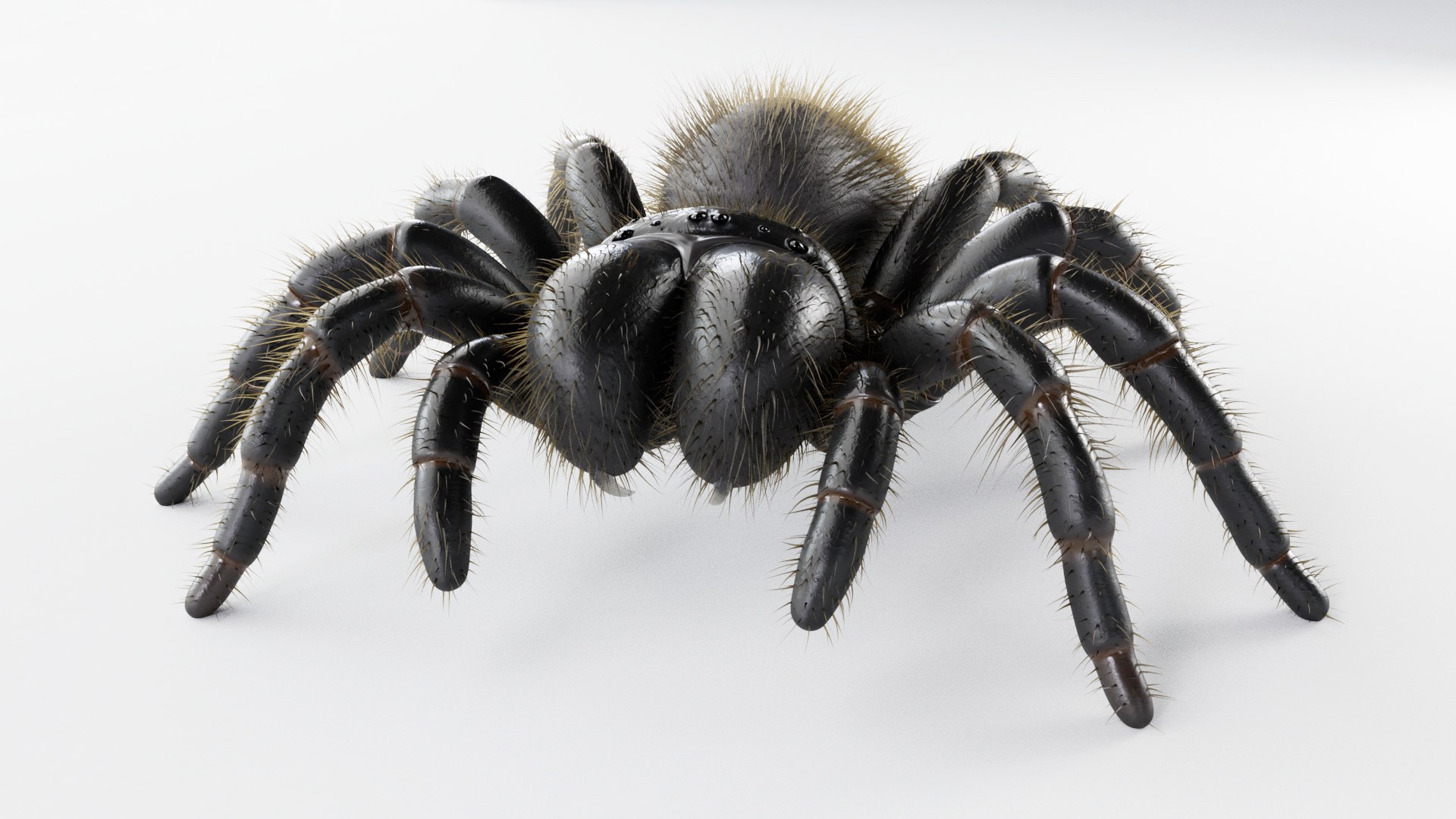 Mouse Spider model - TurboSquid 2170004