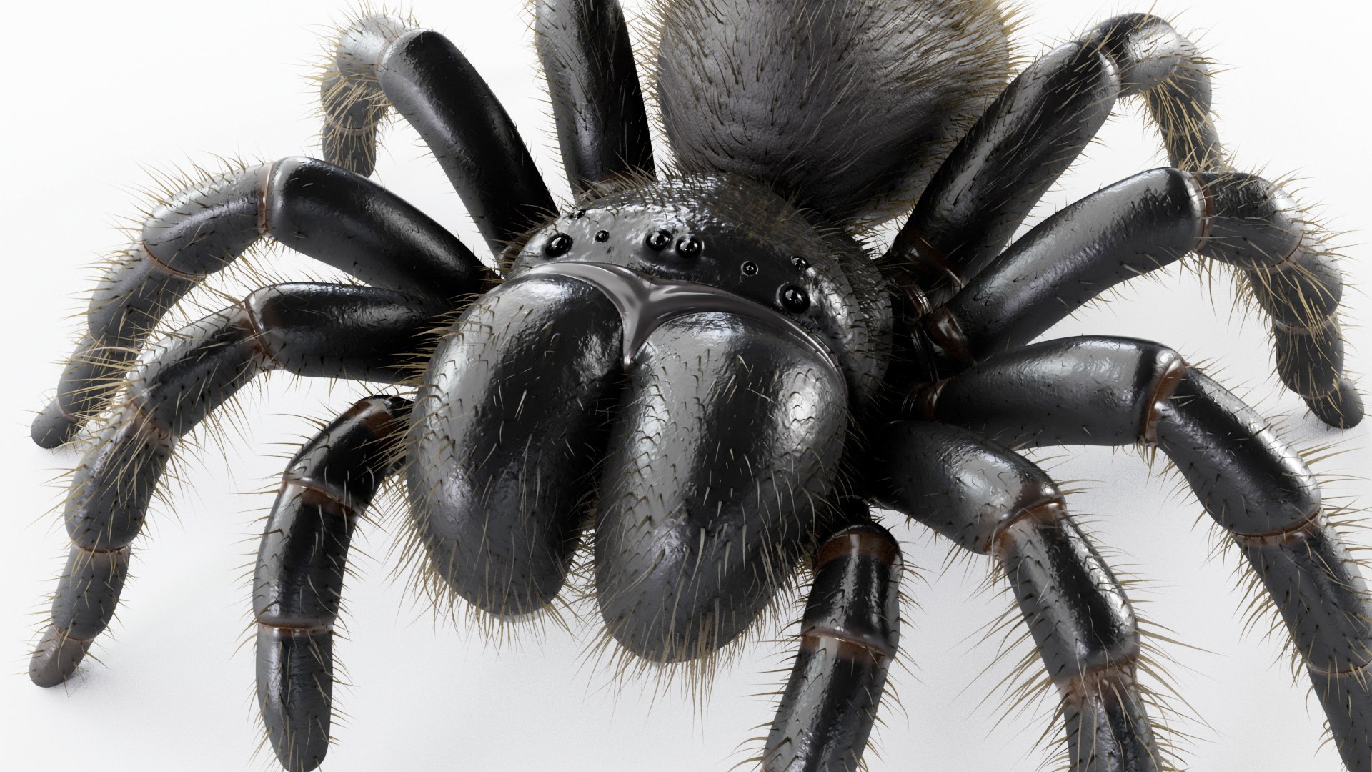 Mouse Spider model - TurboSquid 2170004