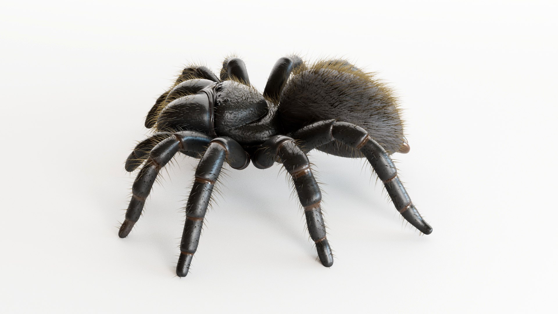 Mouse Spider model - TurboSquid 2170004