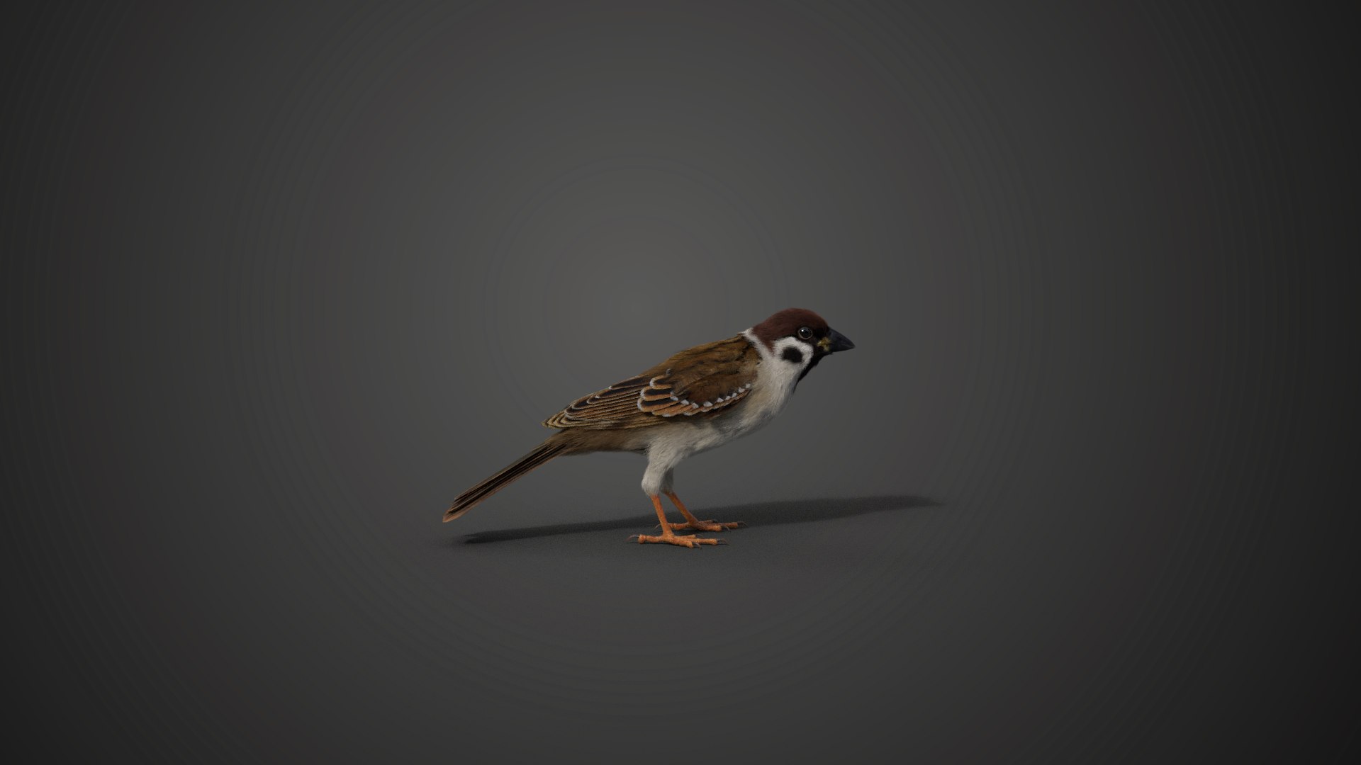 3D Model Sparrow Animated - TurboSquid 2078887