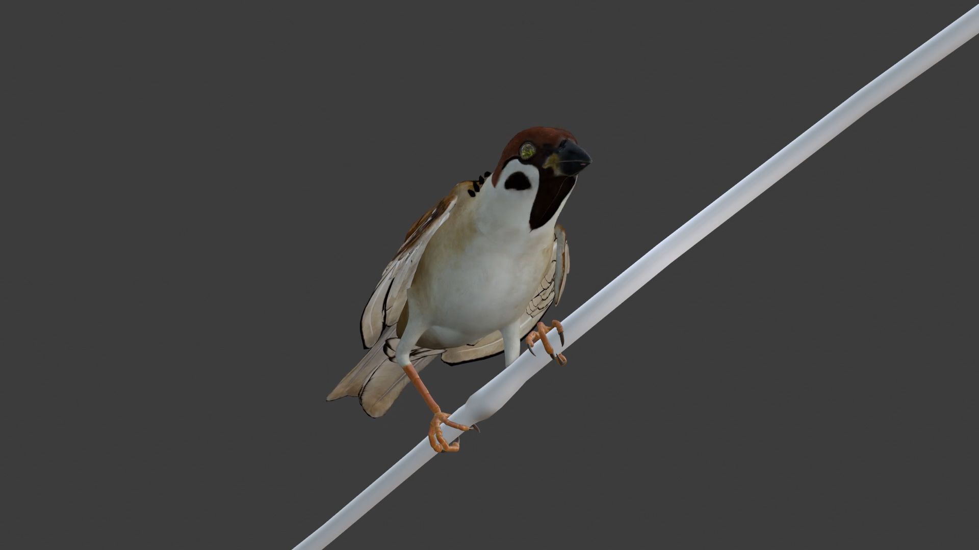 3D model Sparrow Animated - TurboSquid 2078887