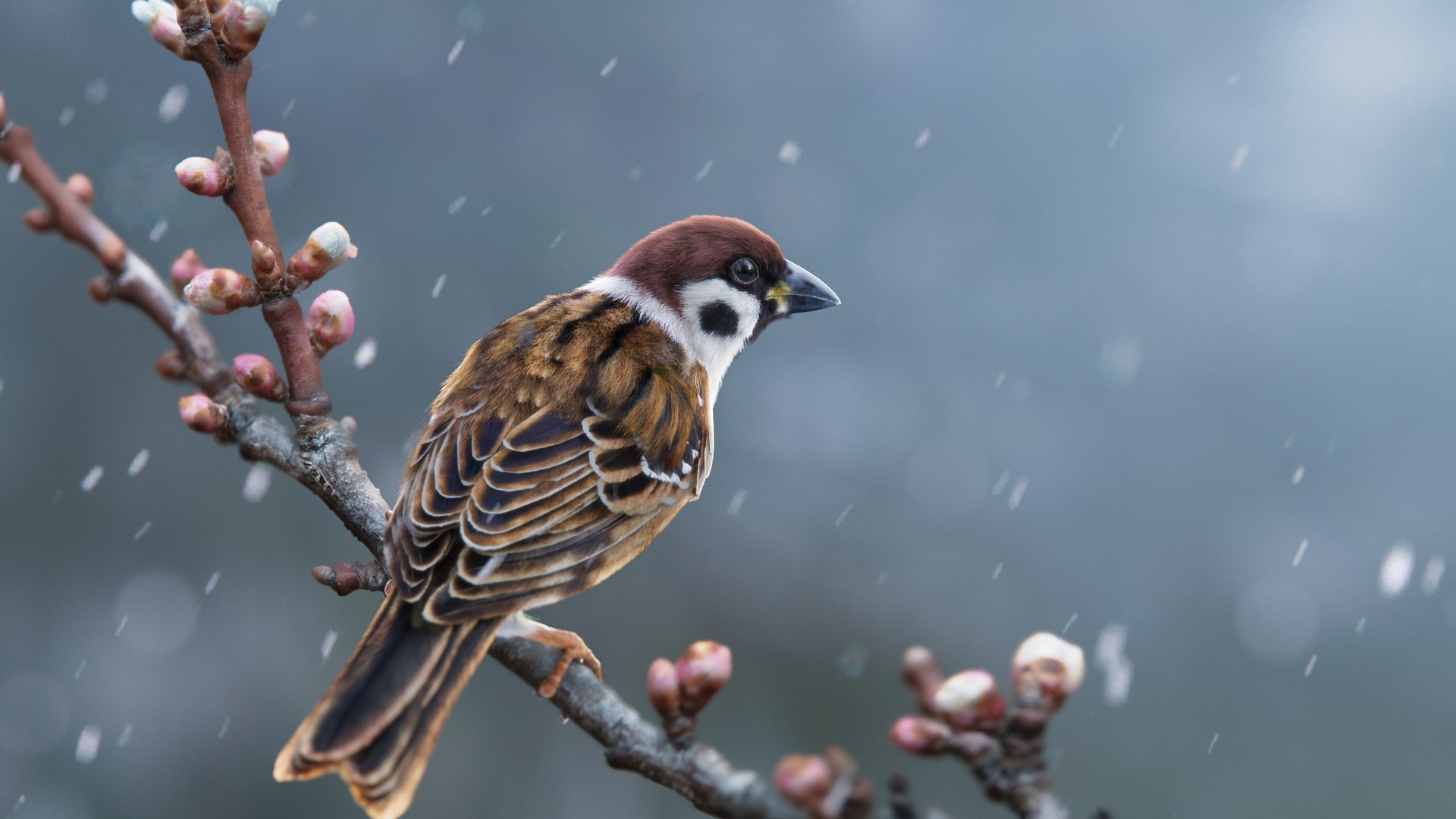 3D Model Sparrow Animated - TurboSquid 2078887