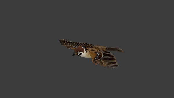 Sparrow Animated3Dモデル - TurboSquid 2078887