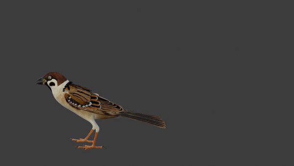 Sparrow Animated3Dモデル - TurboSquid 2078887