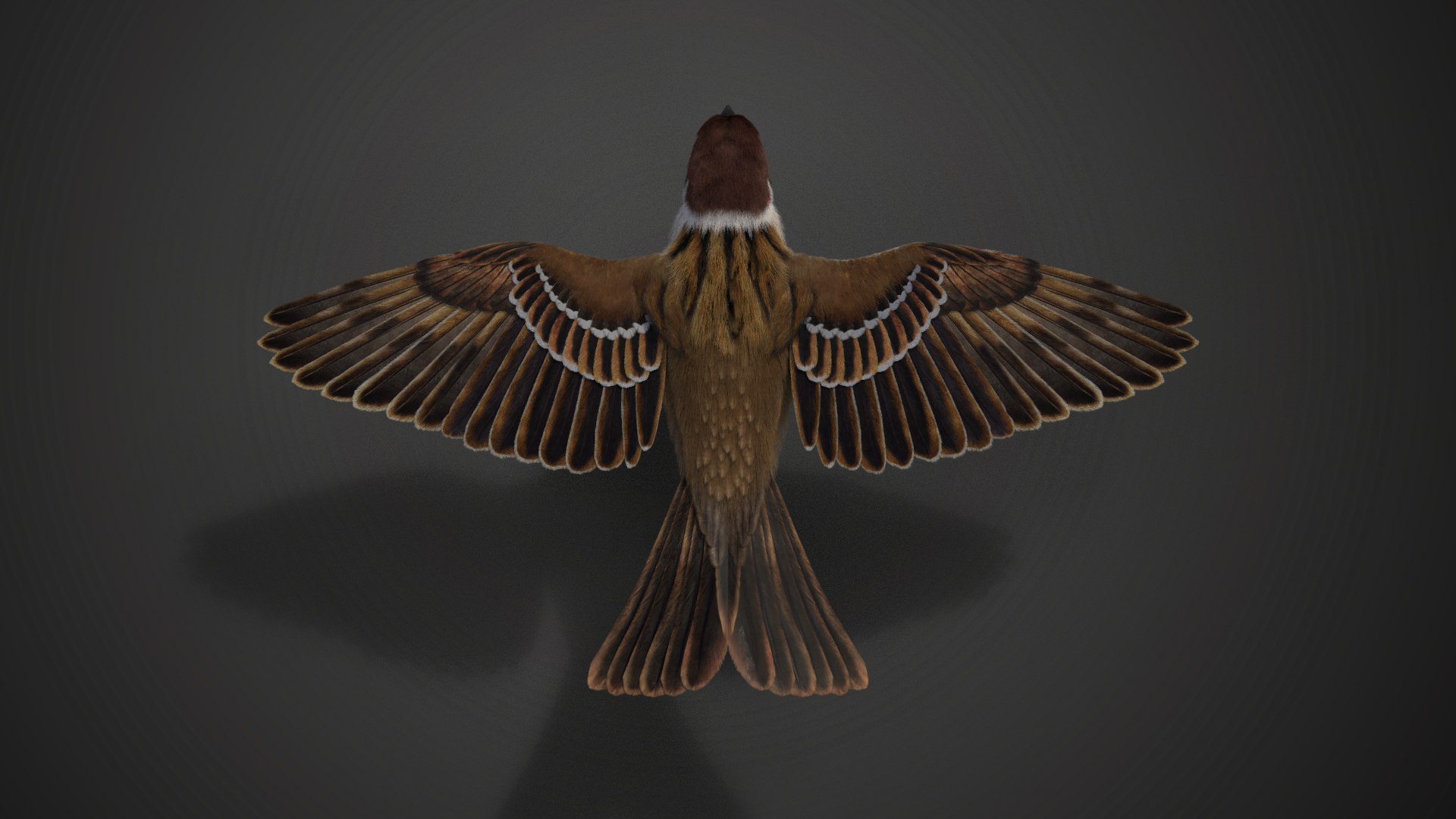3D Model Sparrow Animated - TurboSquid 2078887