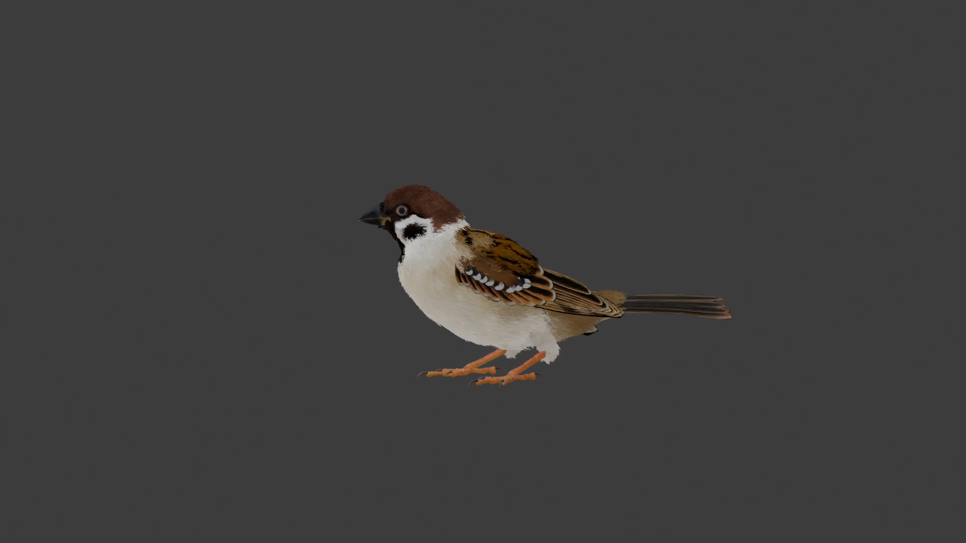 3D model Sparrow Animated - TurboSquid 2078887