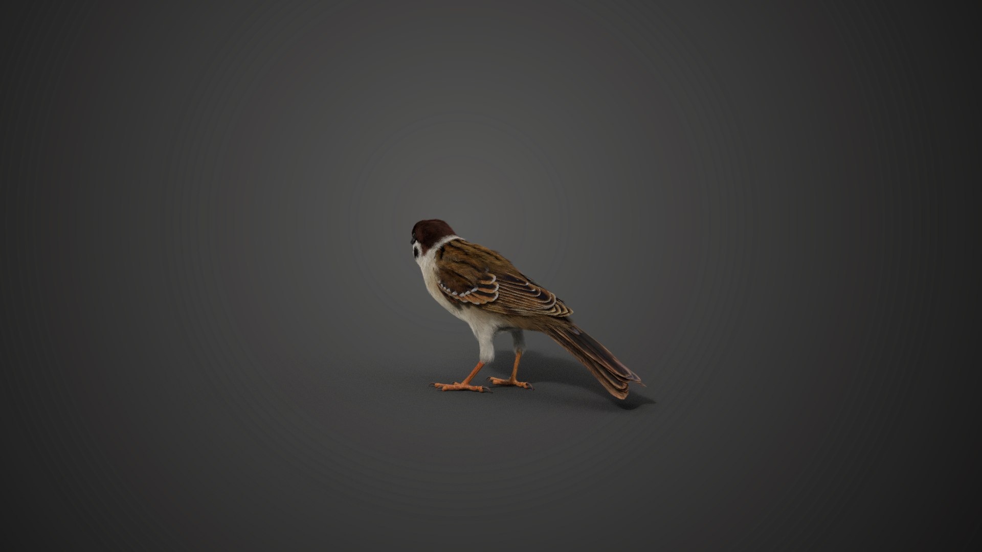 3D Model Sparrow Animated - TurboSquid 2078887