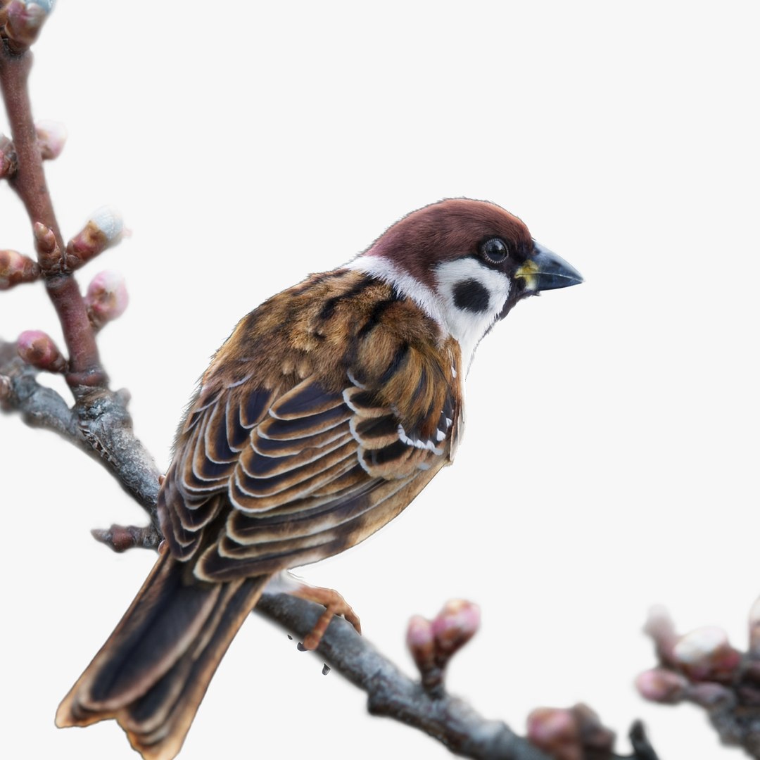 3D model Sparrow Animated - TurboSquid 2078887