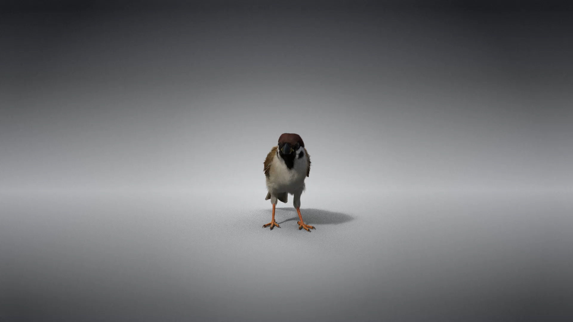 3D model Sparrow Animated - TurboSquid 2078887