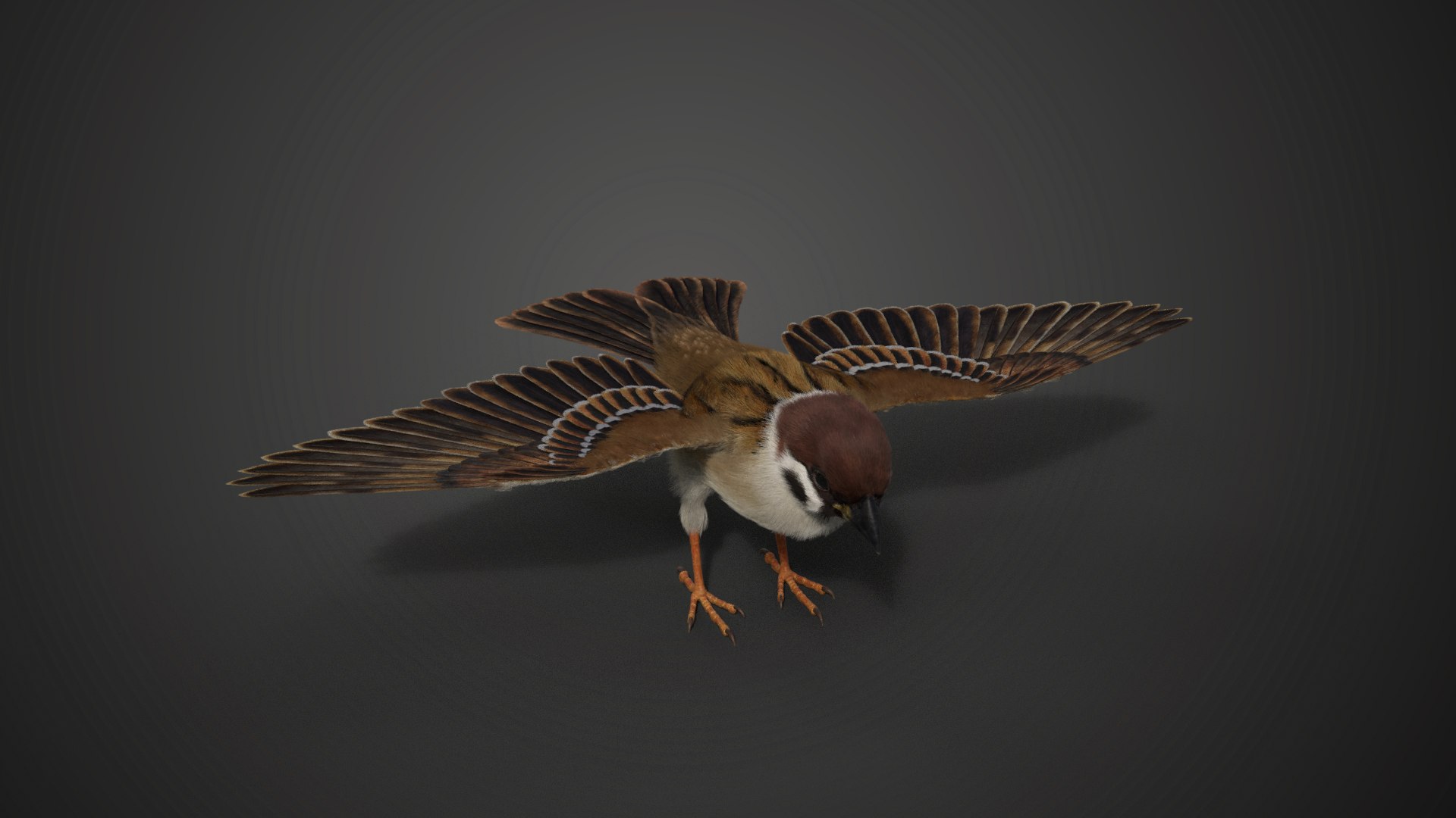 3D Model Sparrow Animated - TurboSquid 2078887