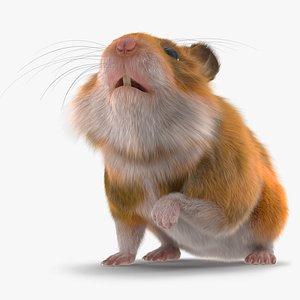 Hamster 3D Models for Download | TurboSquid