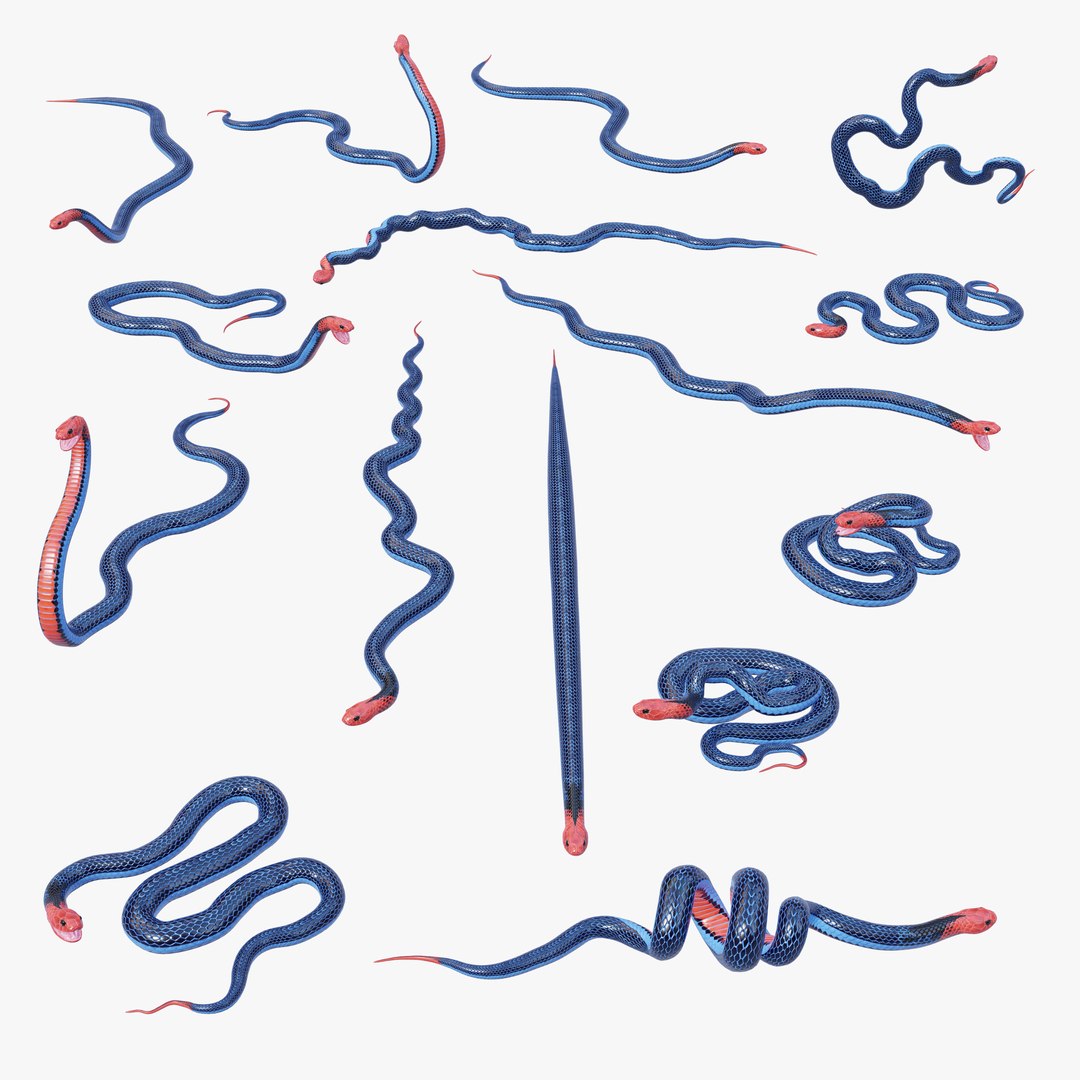 3D Blue Coral Snake - Static Poses - TurboSquid 2020566