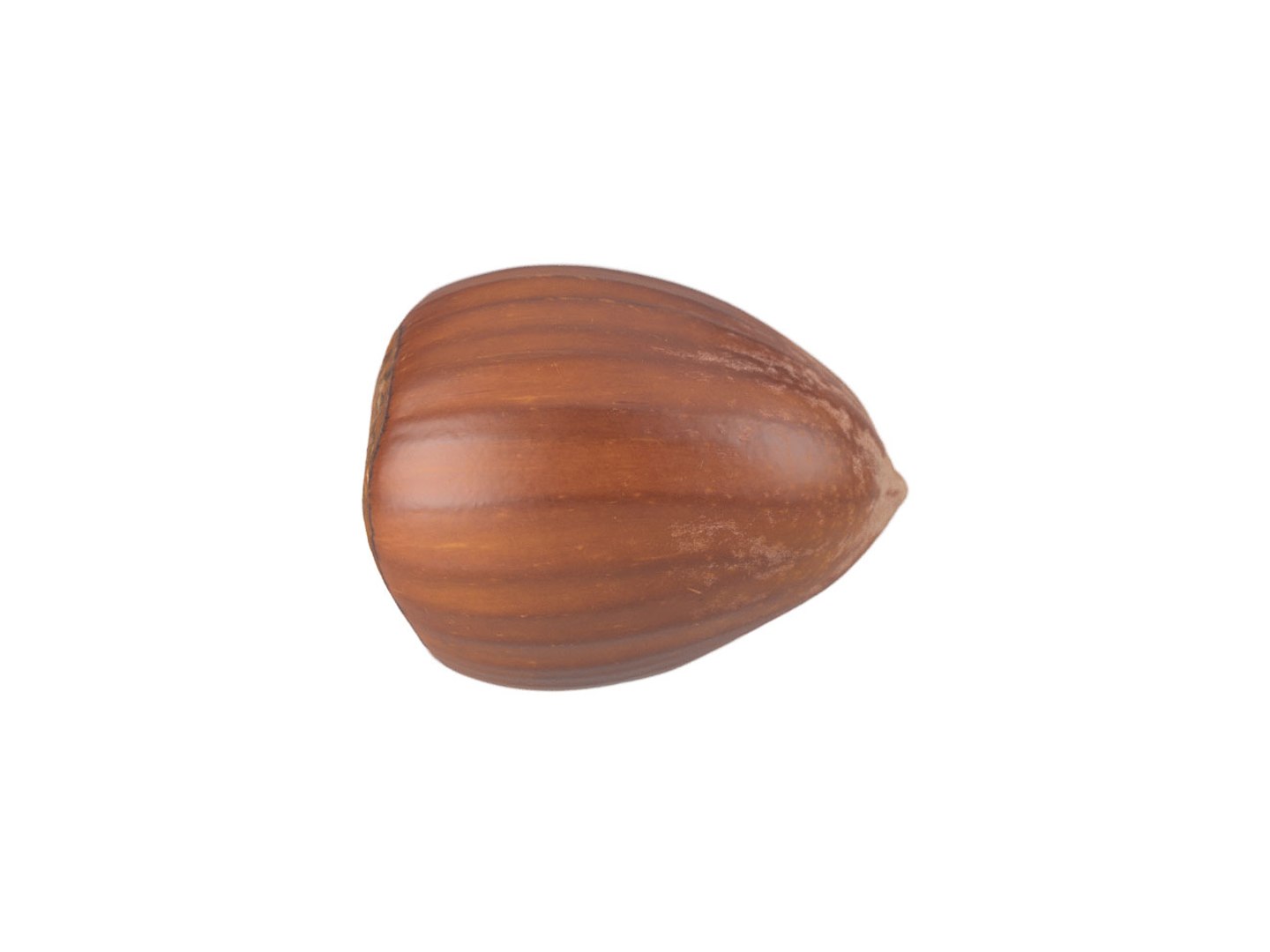3D model scanned hazelnut - TurboSquid 1412666