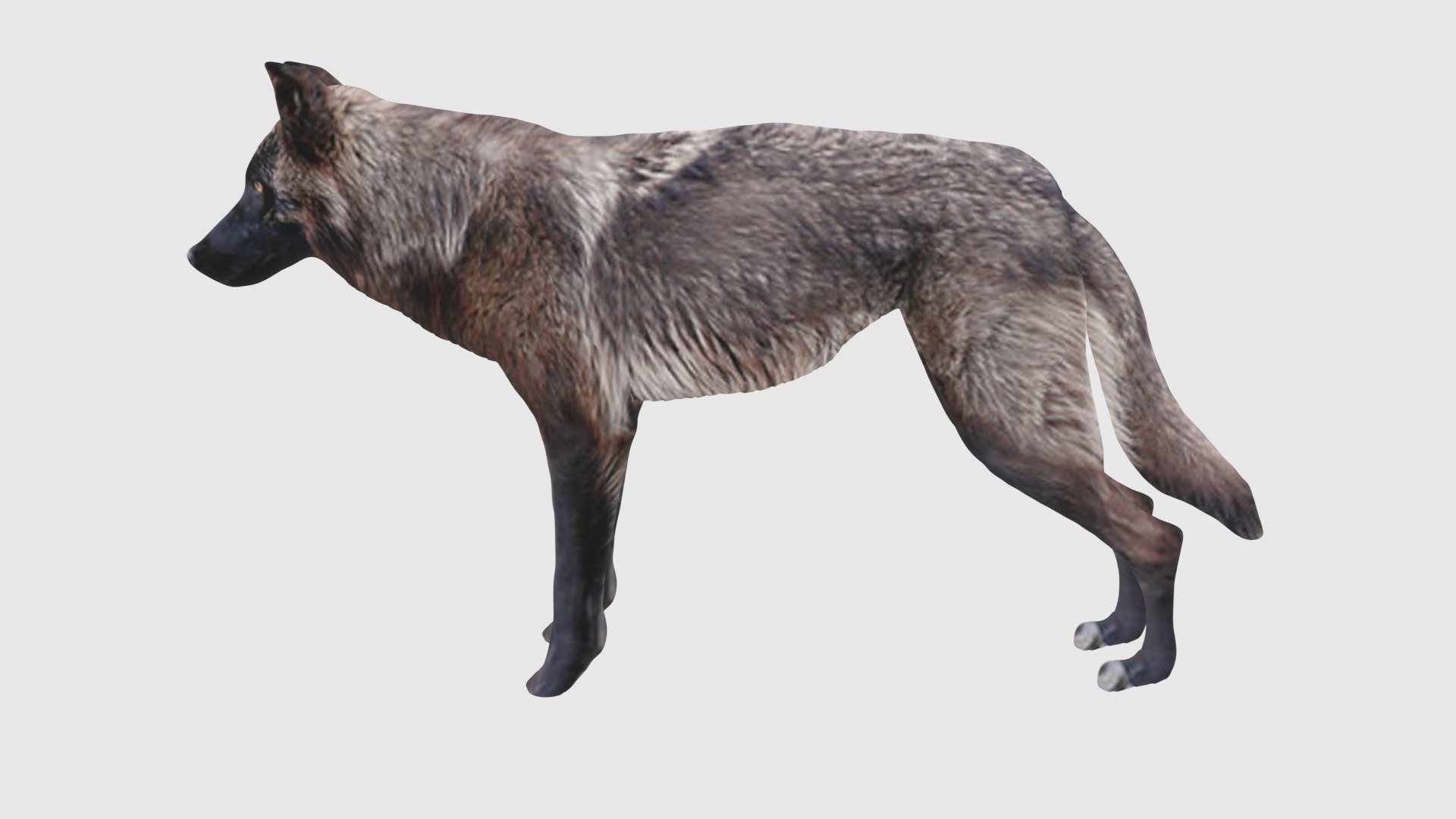Low Poly Wolf Rigged With Realistic Texture Model - TurboSquid 1876175