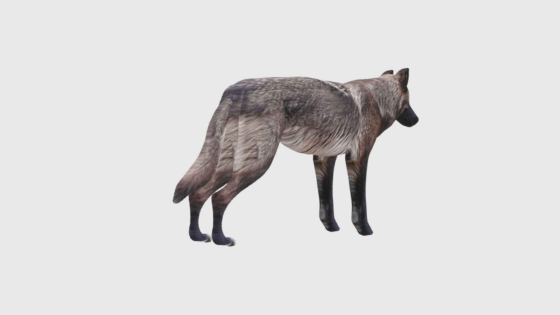 Low Poly Wolf Rigged With Realistic Texture Model - TurboSquid 1876175
